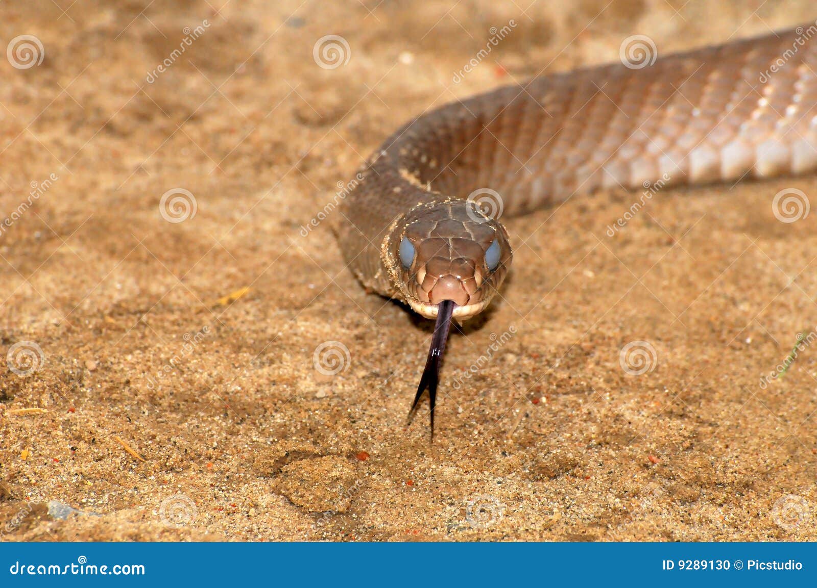 Common rat snake stock photo. Image of reptile, nature - 9289130