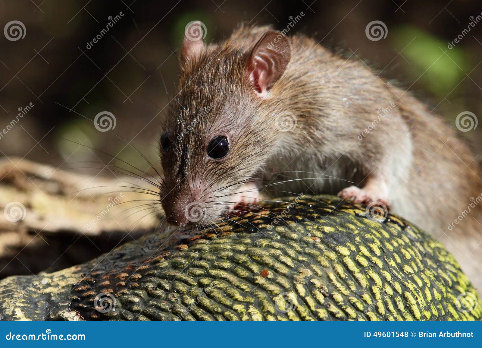 Common rat. stock photo. Image of common, rodents, wildlife - 49601548