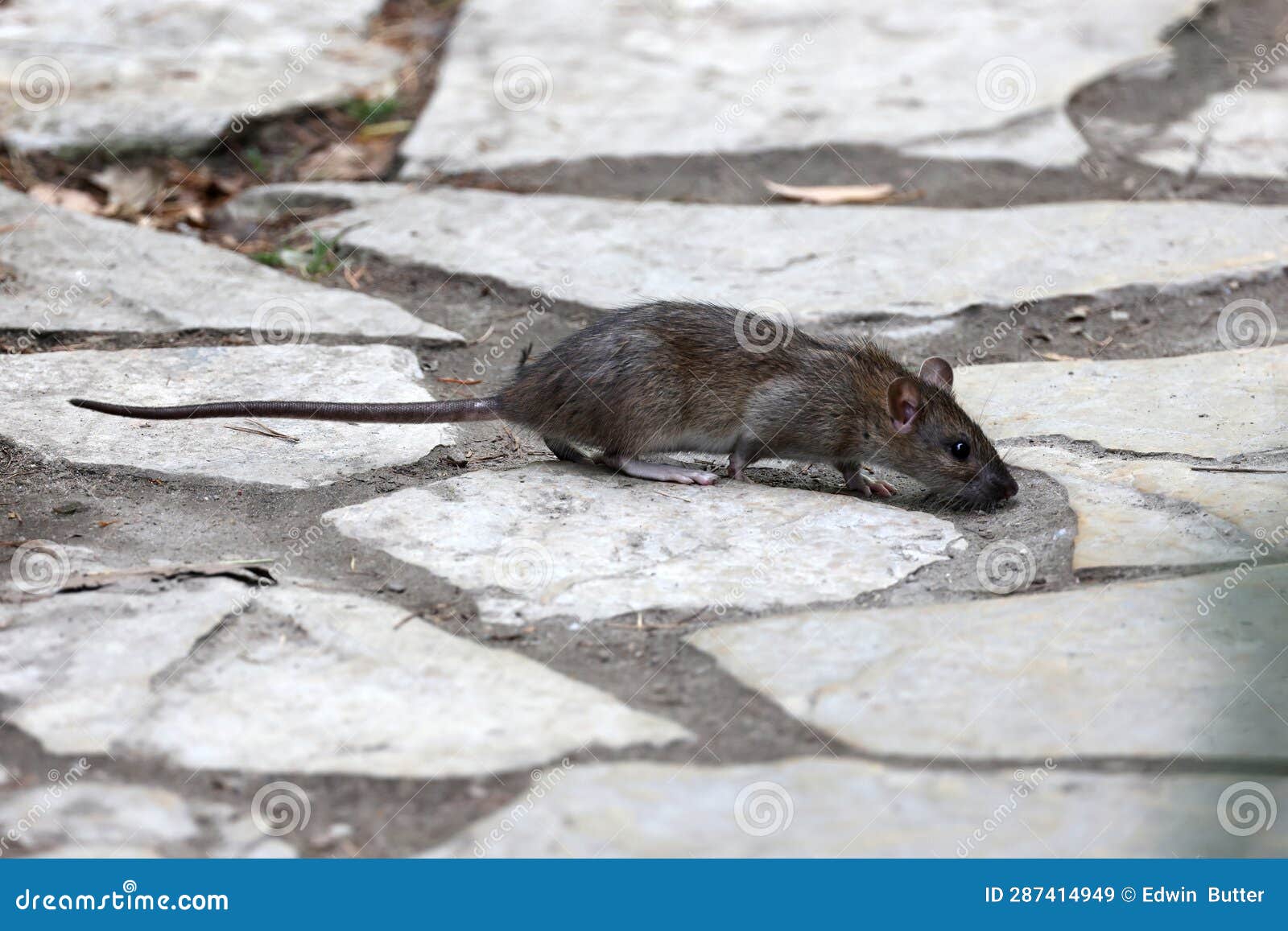 Common rat stock image. Image of street, walking, outdoor - 287414949