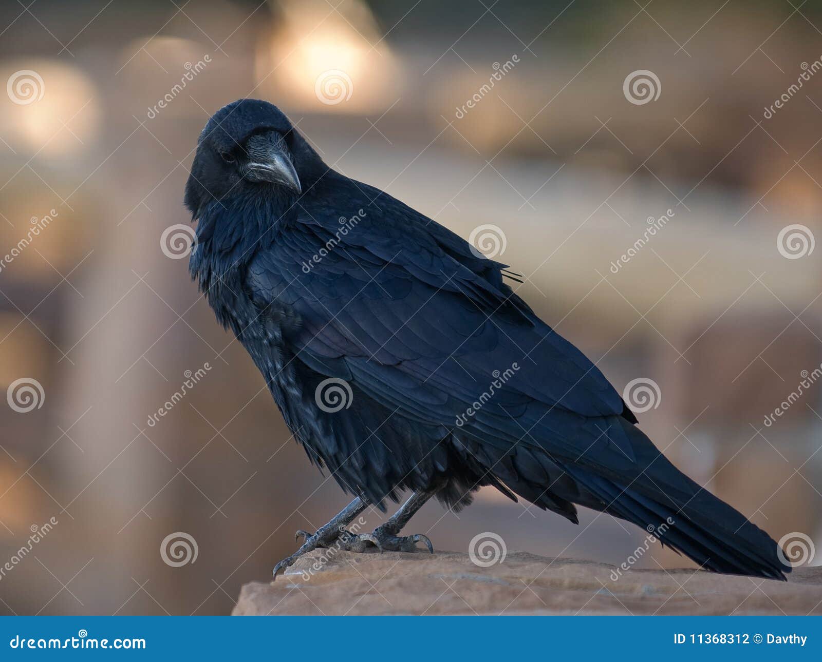 Common Raven stock photo. Image of fortune, park, feather - 11368312