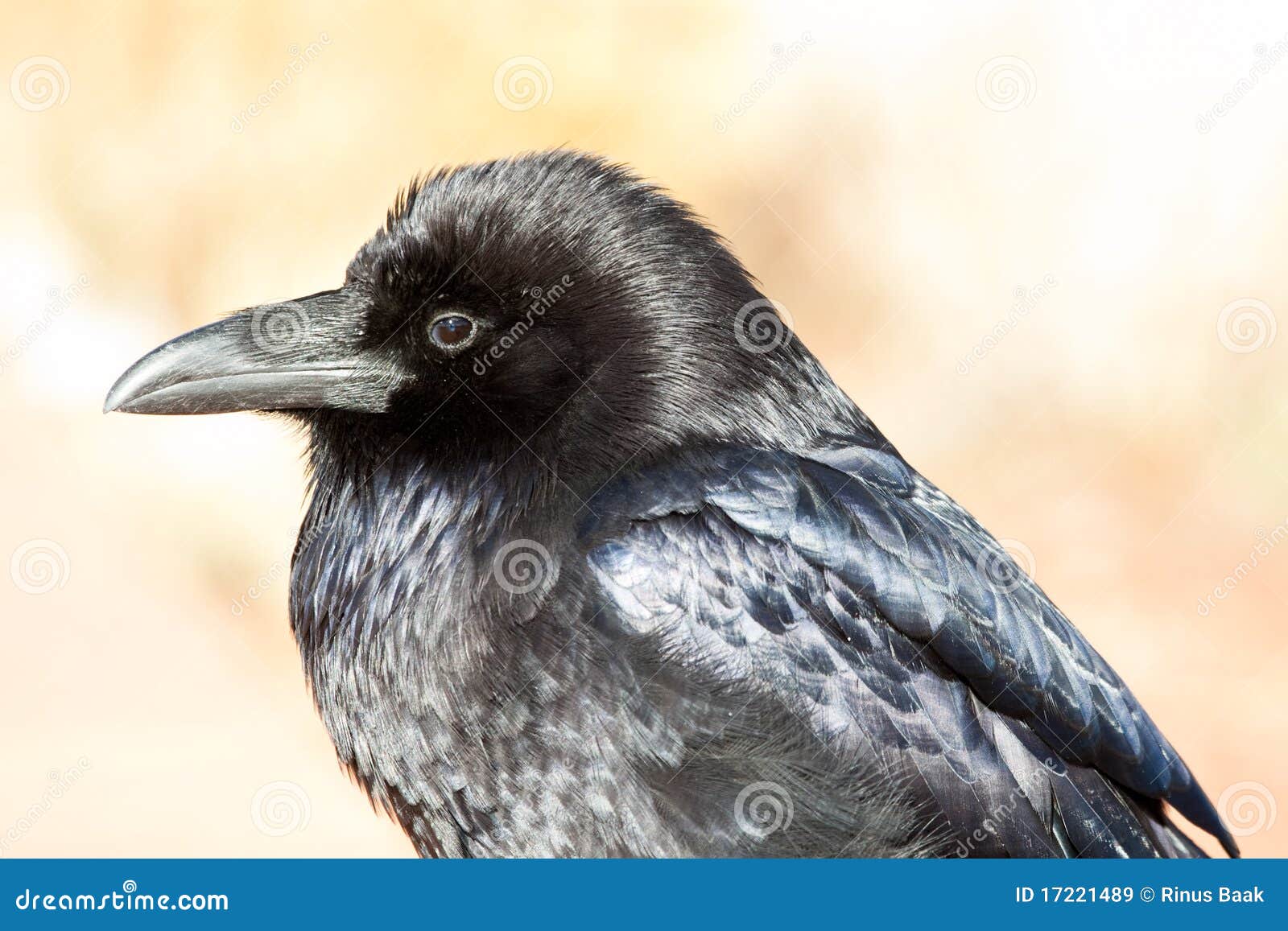 Common Raven stock image. Image of close, corax, portrait - 17221489