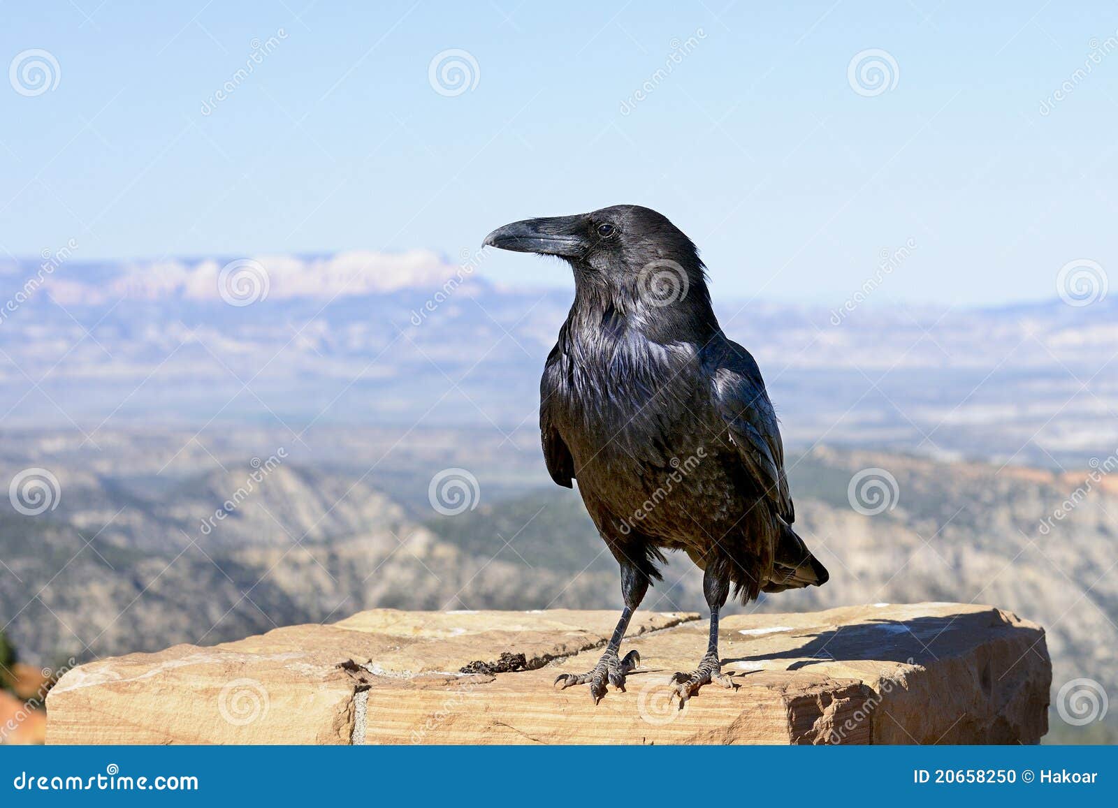 Common raven stock photo. Image of corax, nature, beak - 20658250
