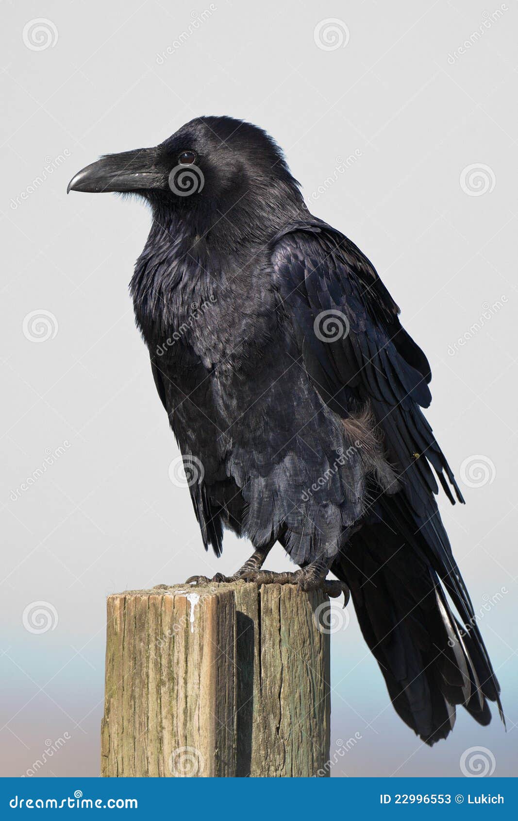 Common Raven stock image. Image of looking, watchful - 22996553