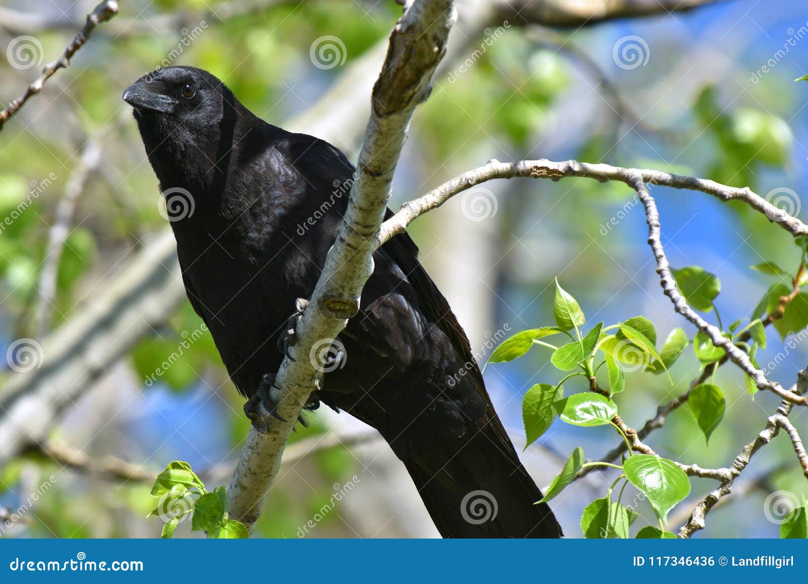 Common Raven Bird stock photo. Image of high, perched - 117346436