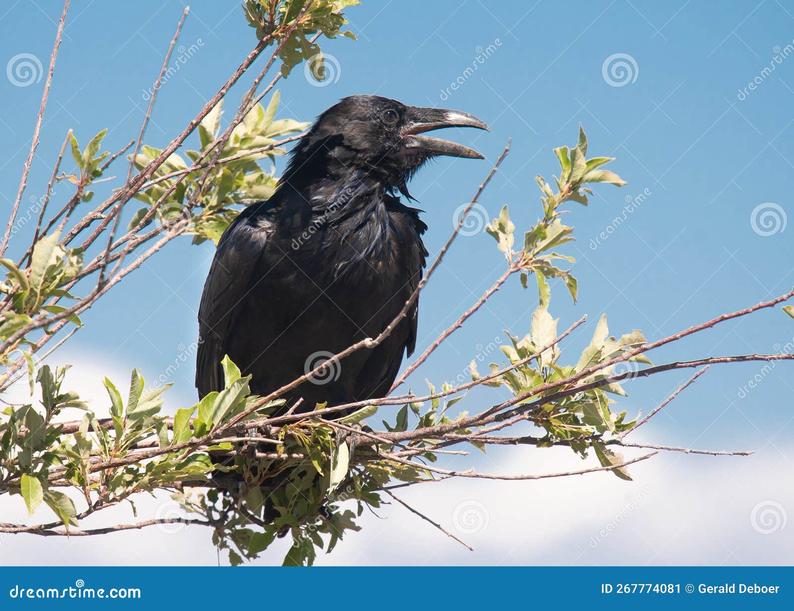 Common Raven in Colorado Front Range Stock Image - Image of closeup ...