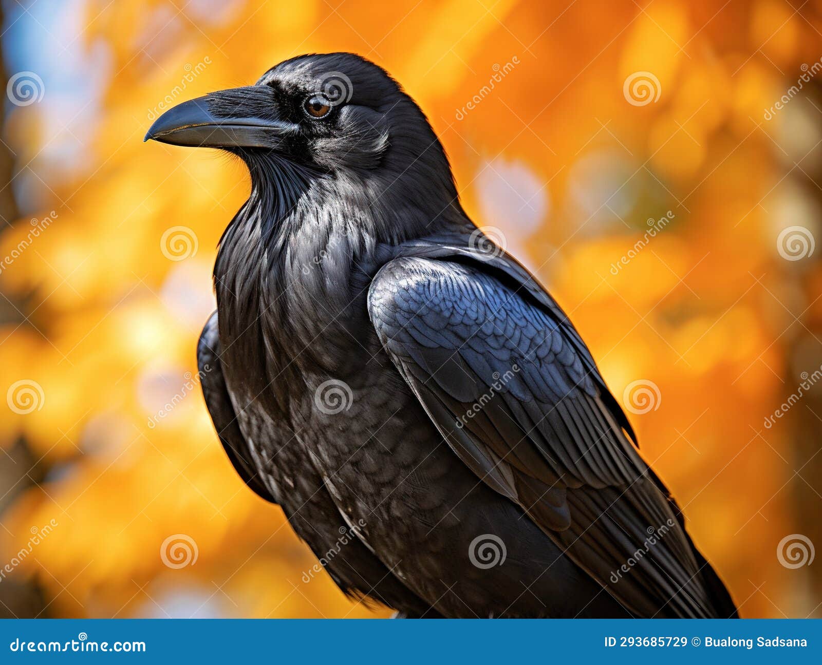 Common raven stock illustration. Illustration of animals - 293685729