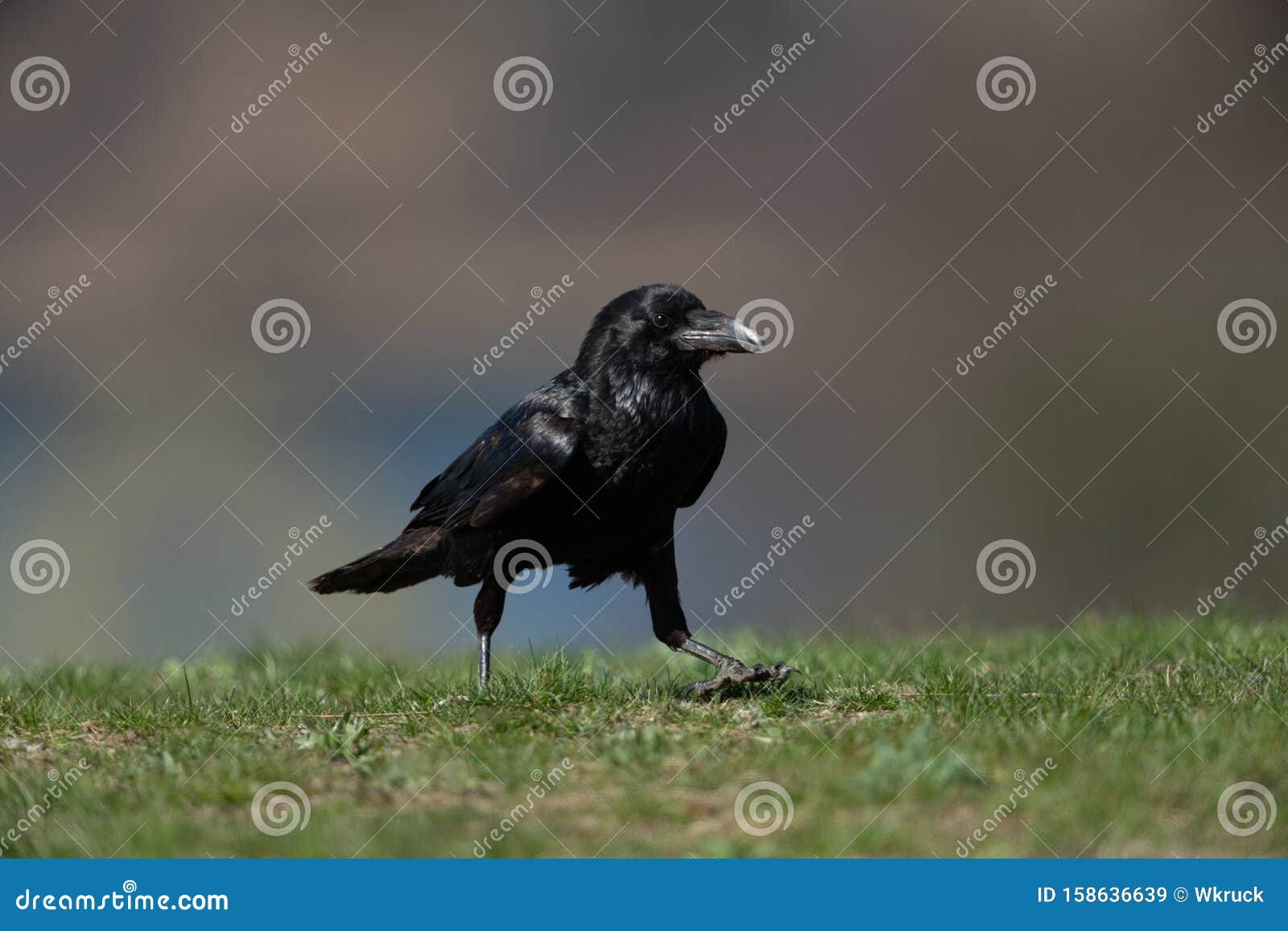 Common raven stock image. Image of summer, nature, passerine - 158636639