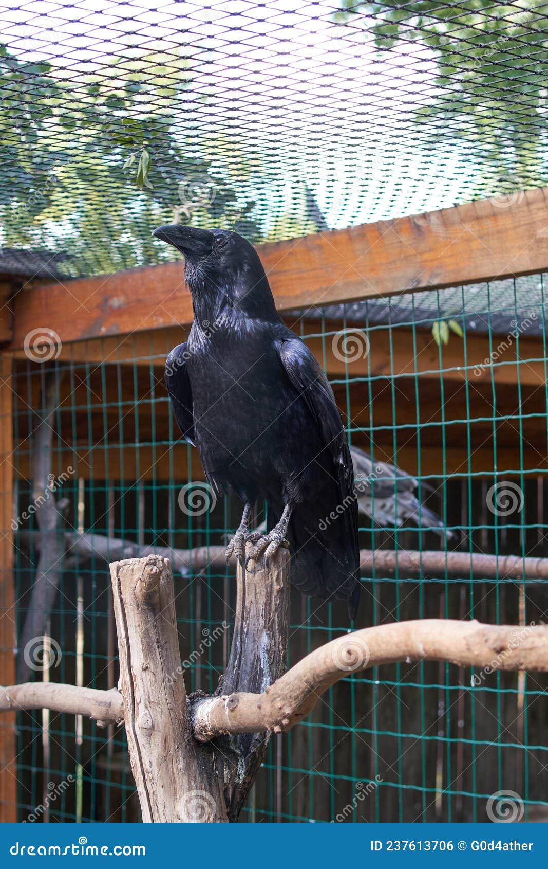 Common raven stock photo. Image of raven, northern, single - 237613706