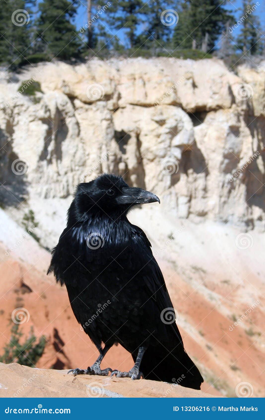 Common Raven, Corvus corax stock photo. Image of park - 13206216