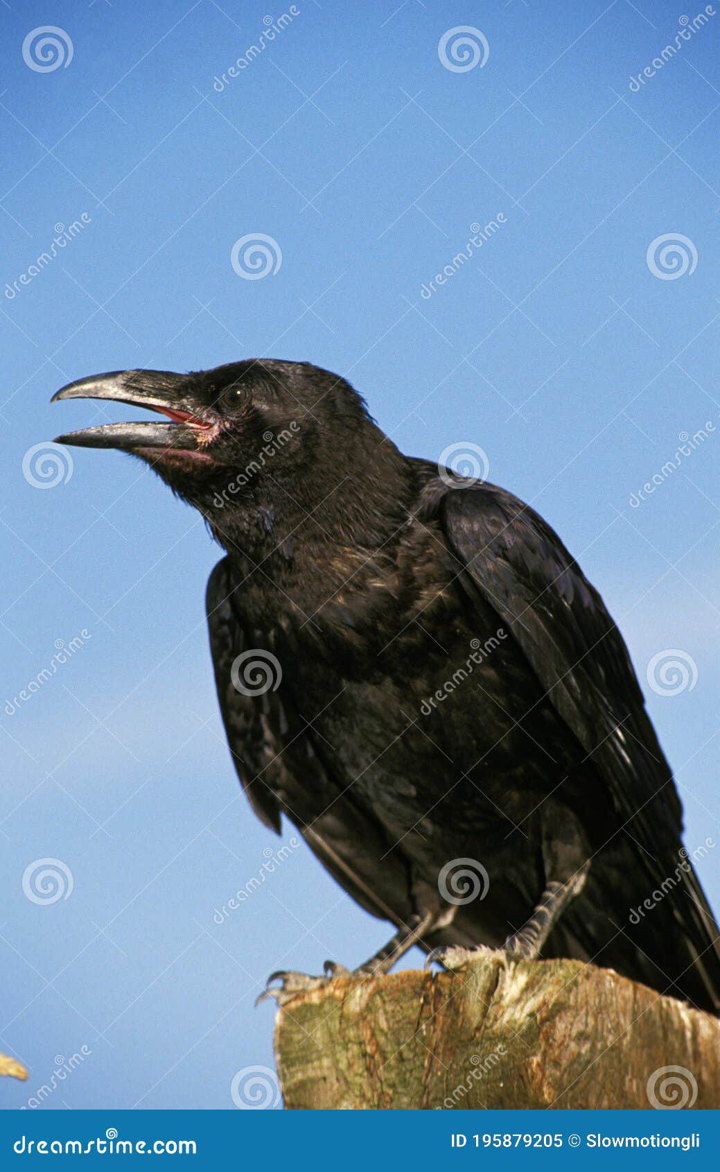 Common Raven, Corvus Corax, Adult Calling, Cawing Stock Image - Image ...