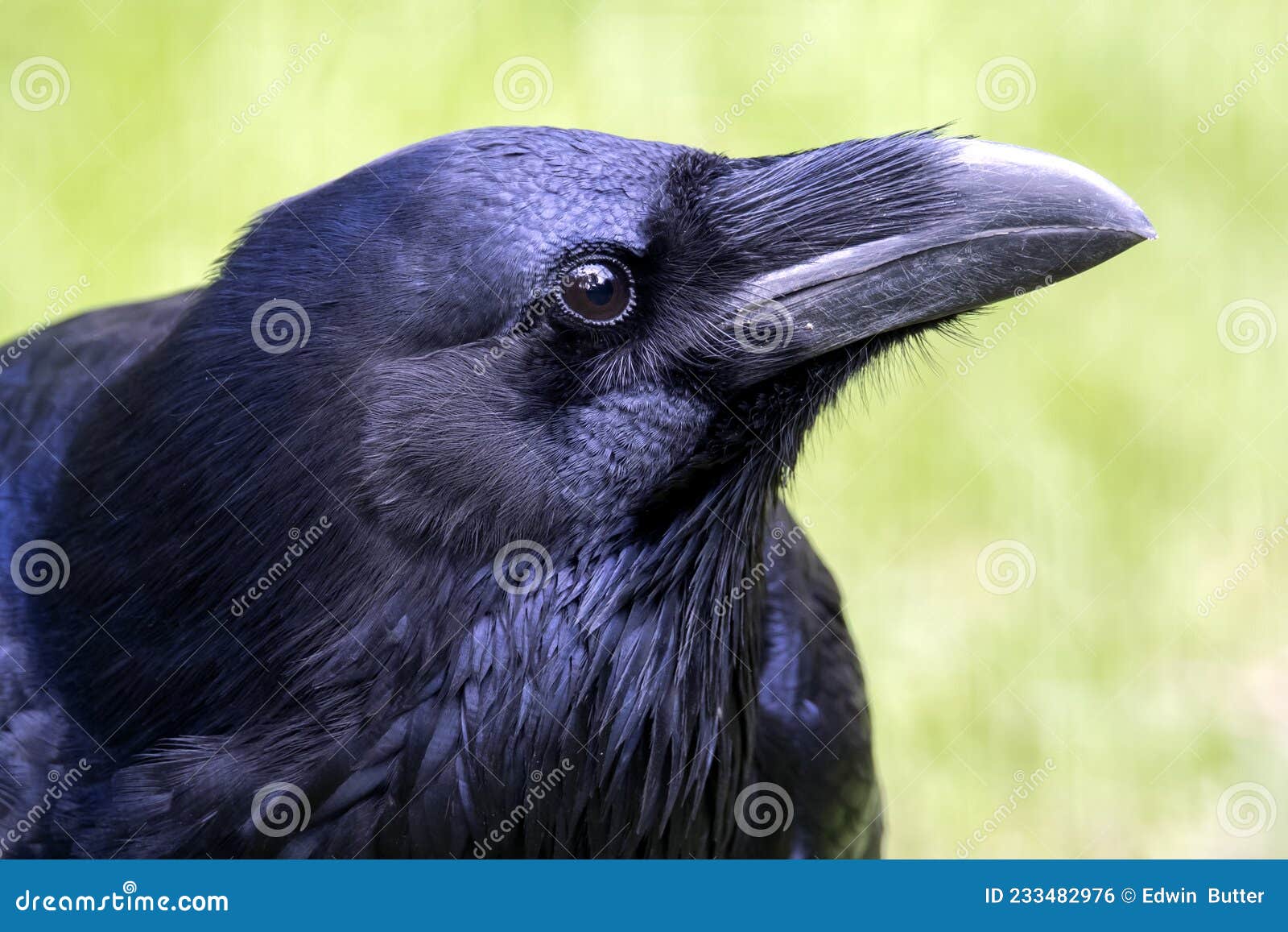 Common raven Corvus corax stock photo. Image of wildlife - 233482976