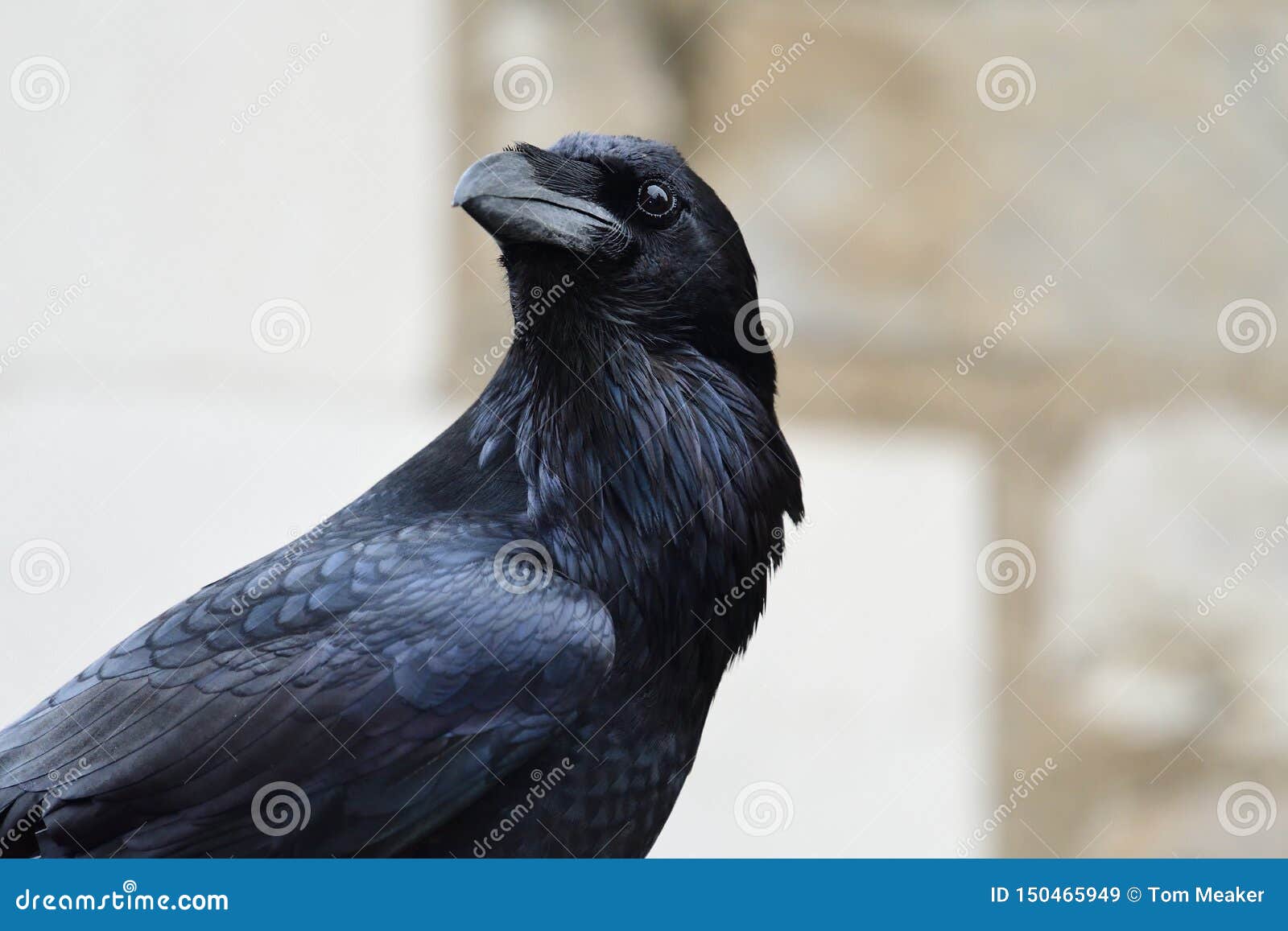 Common raven corvus corax stock image. Image of outdoors - 150465949