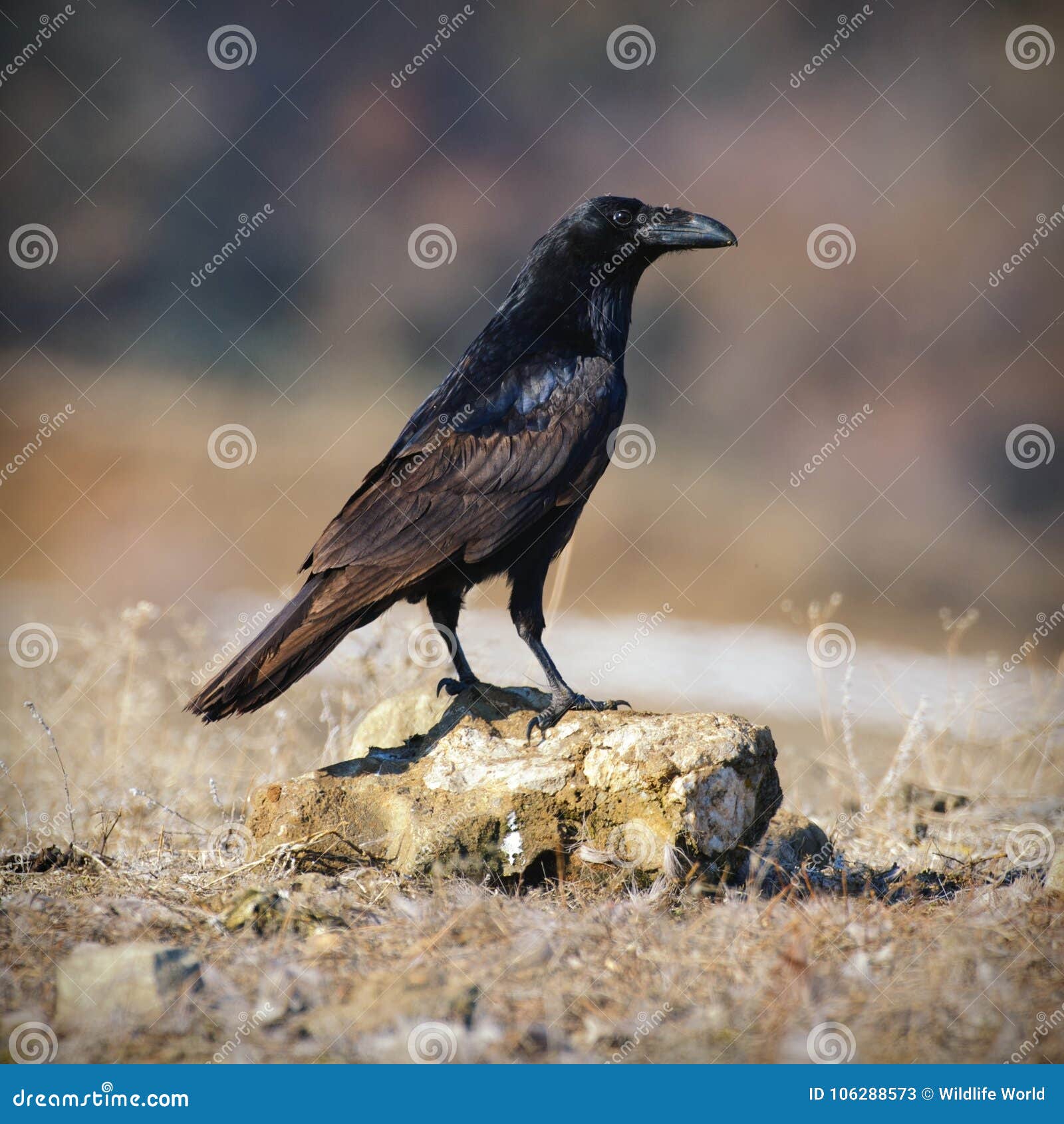 Common Raven Corvus corax stock image. Image of corvus - 106288573