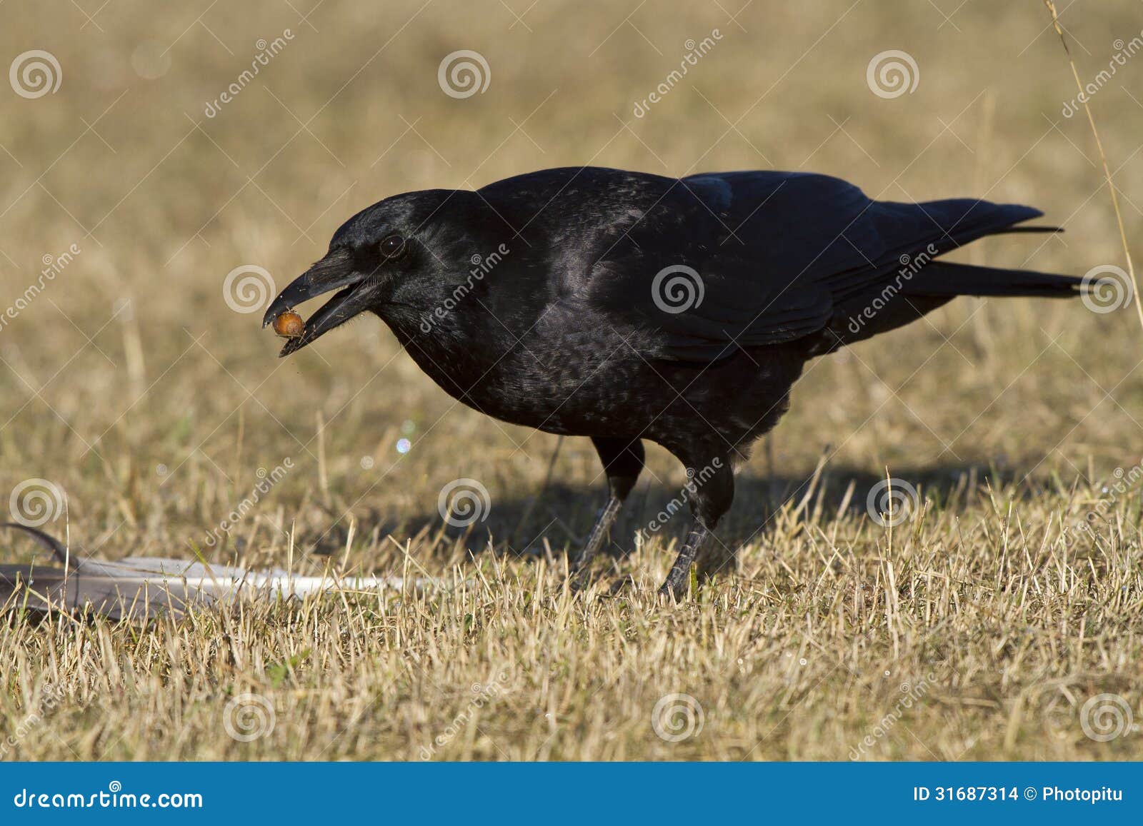 Common Raven stock photo. Image of roebuck, aves, blood - 31687314