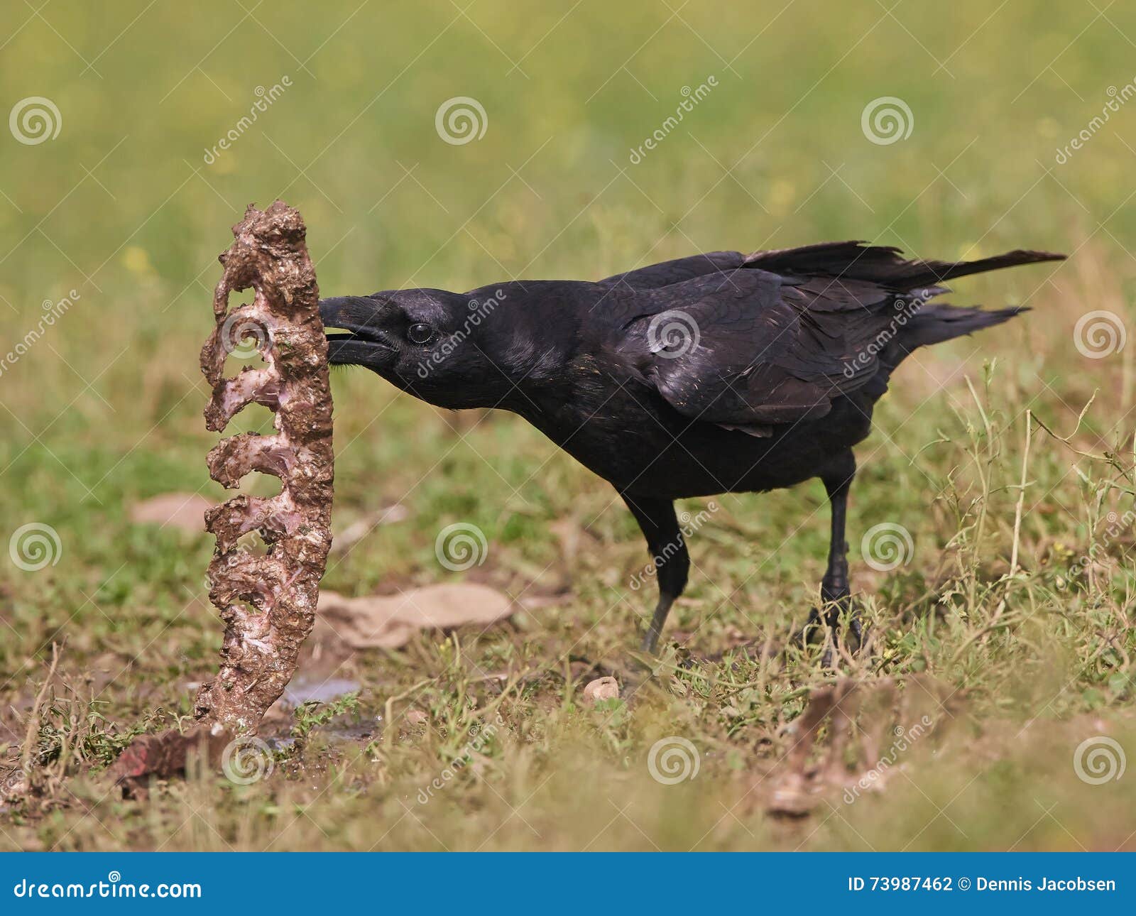 Bone Raven And A Skull Royalty-Free Stock Photo | CartoonDealer.com ...