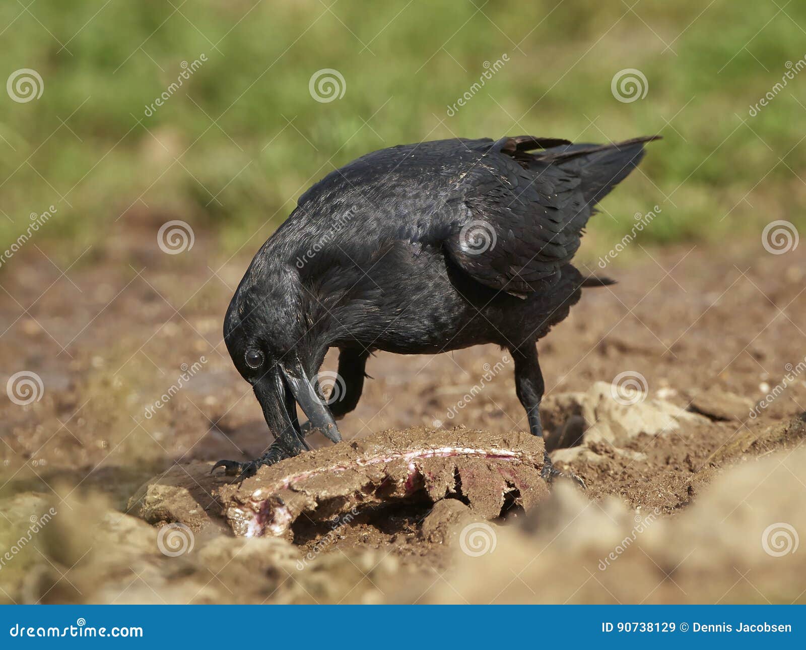 Common raven Corvus corax stock image. Image of bird - 90738129