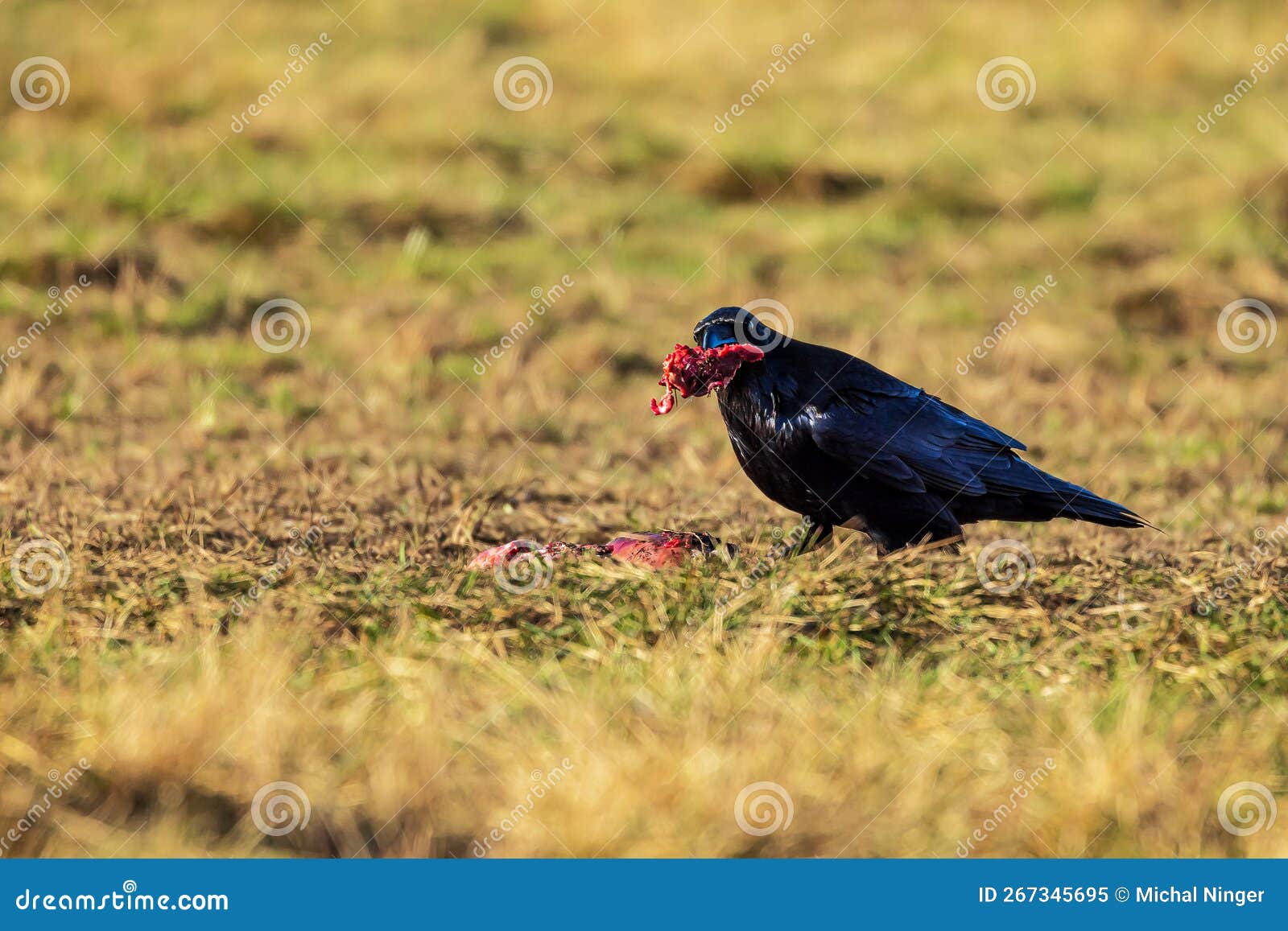 Common Raven Corvus Corax Eats the Remains of the Carcass Stock Image ...