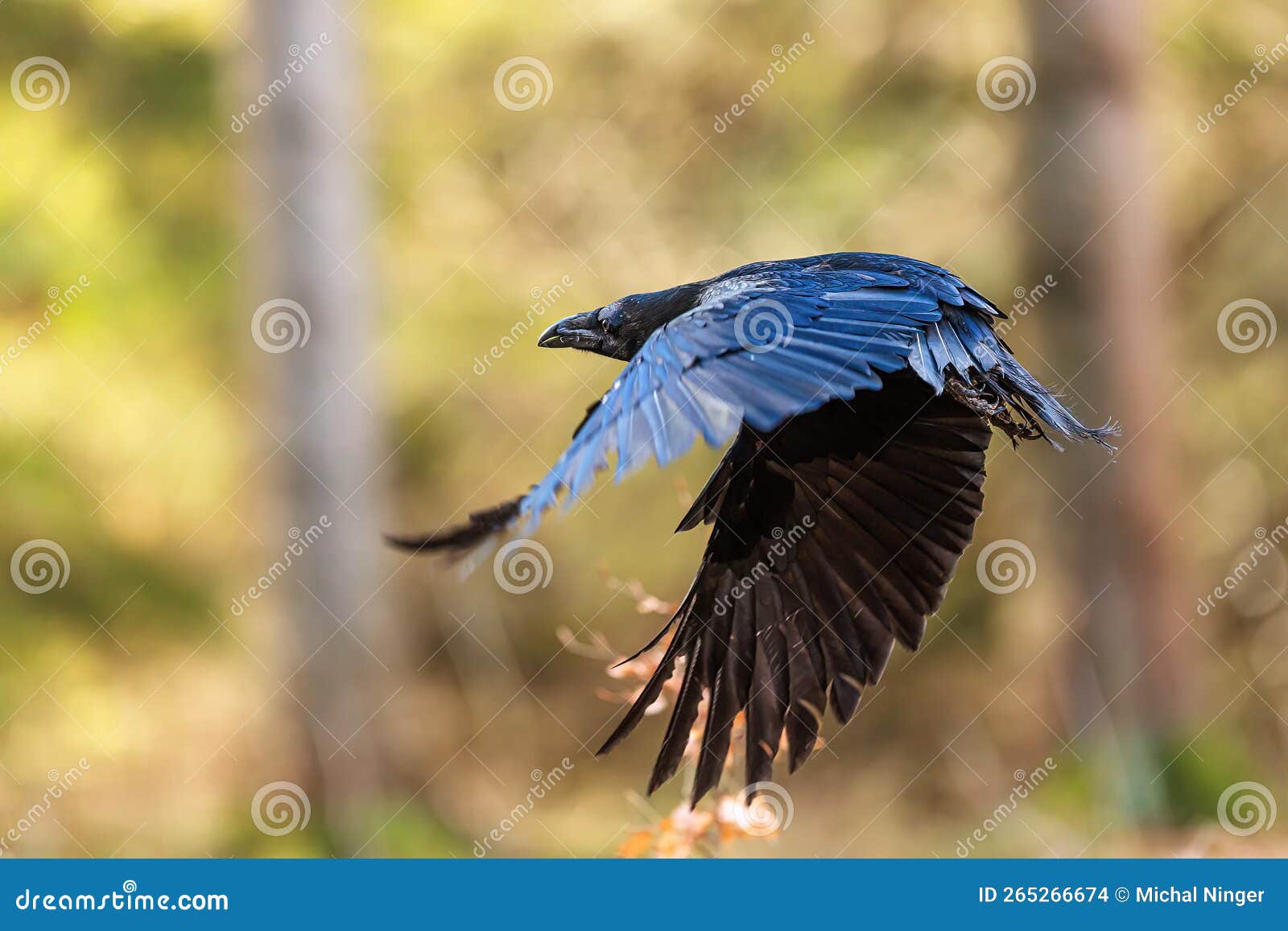 Common Raven Corvus Corax Flying through the Forest Stock Photo - Image ...