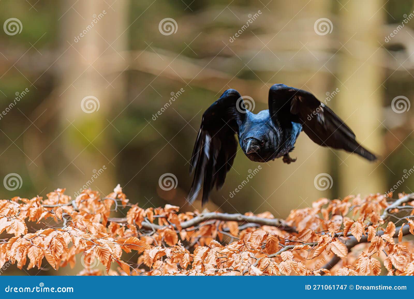 Common Raven (Corvus Corax) Flying through the Forest Stock Image ...