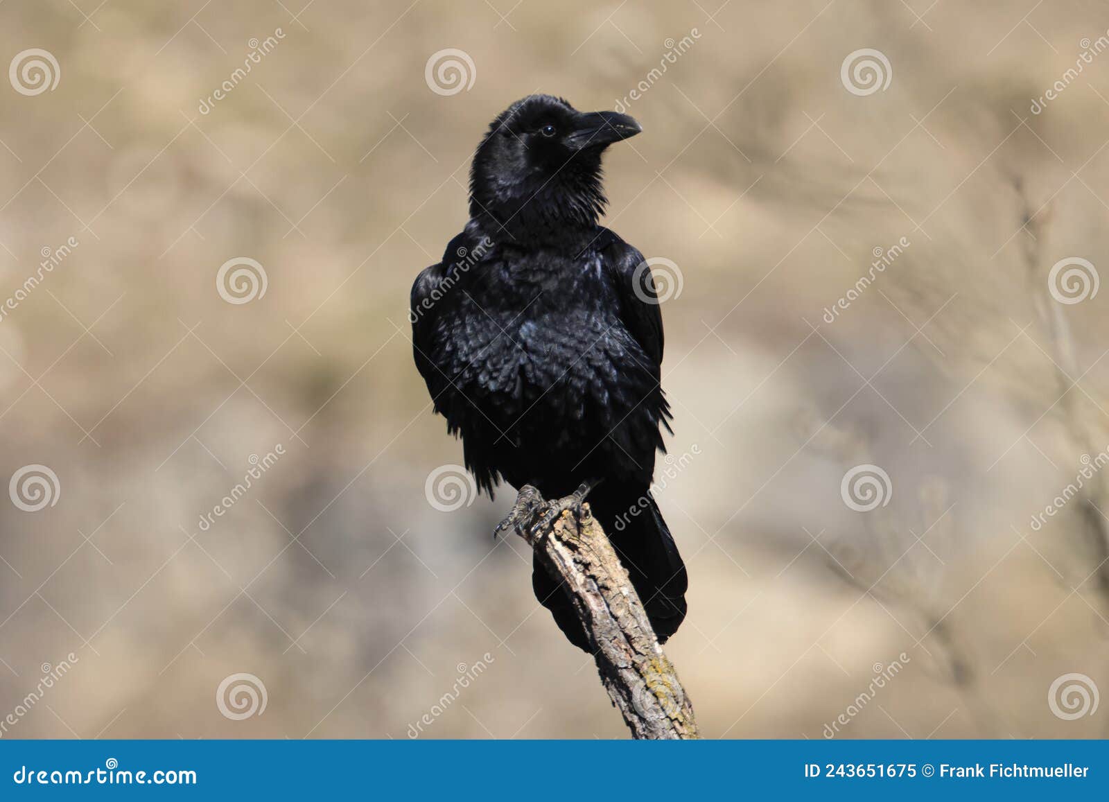 Common Raven (Corvus Corax) Germany Stock Image - Image of light ...