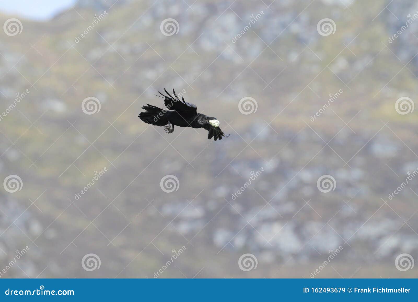 Common Raven (Corvus Corax) Has Captured an Egg, Norway Stock Image ...