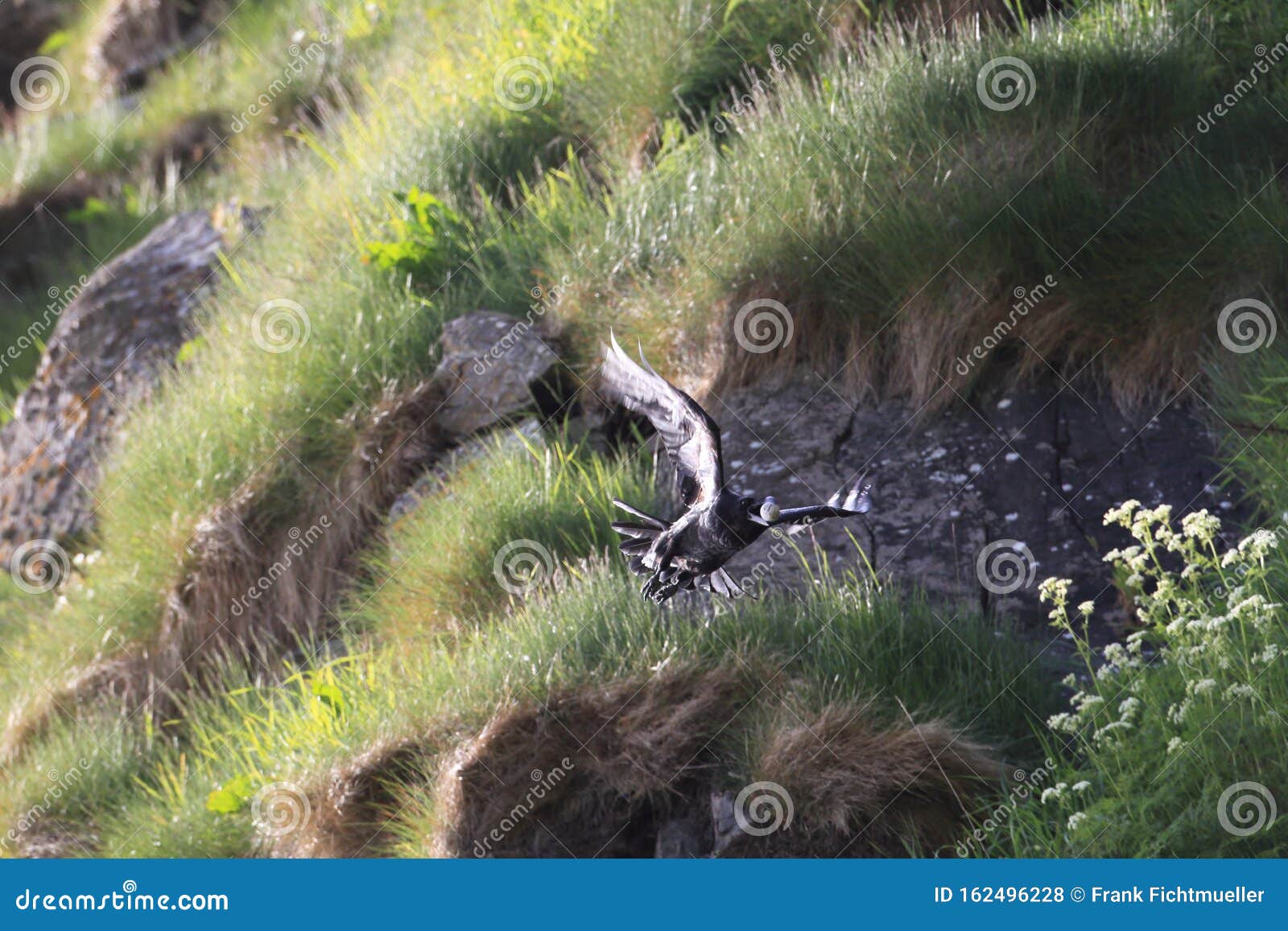 Common Raven (Corvus Corax) Has Captured an Egg, Norway Stock Photo ...