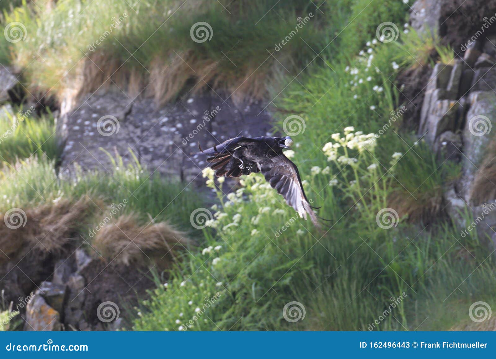 Common Raven (Corvus Corax) Has Captured an Egg, Norway Stock Image ...