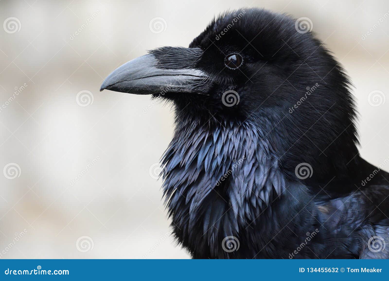 Common raven corvus corax stock photo. Image of avian - 134455632
