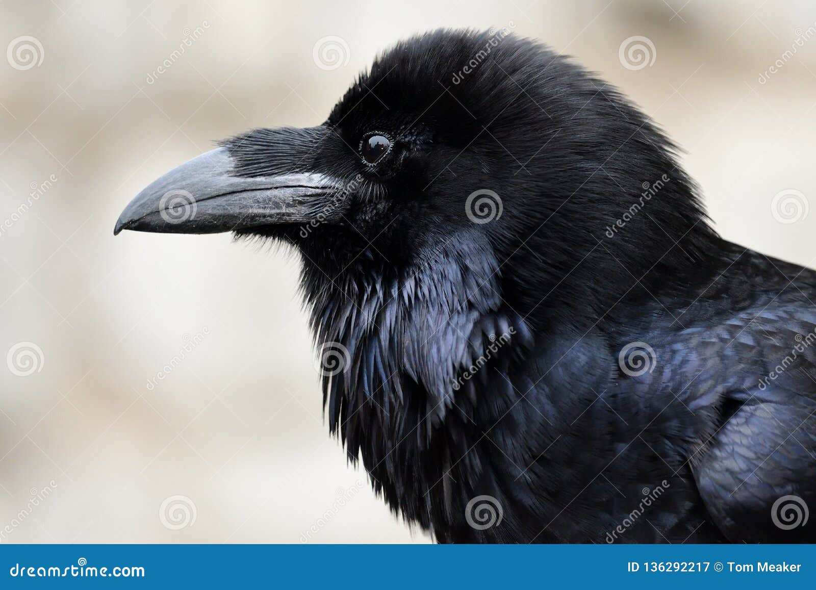Common raven corvus corax stock image. Image of bird - 136292217