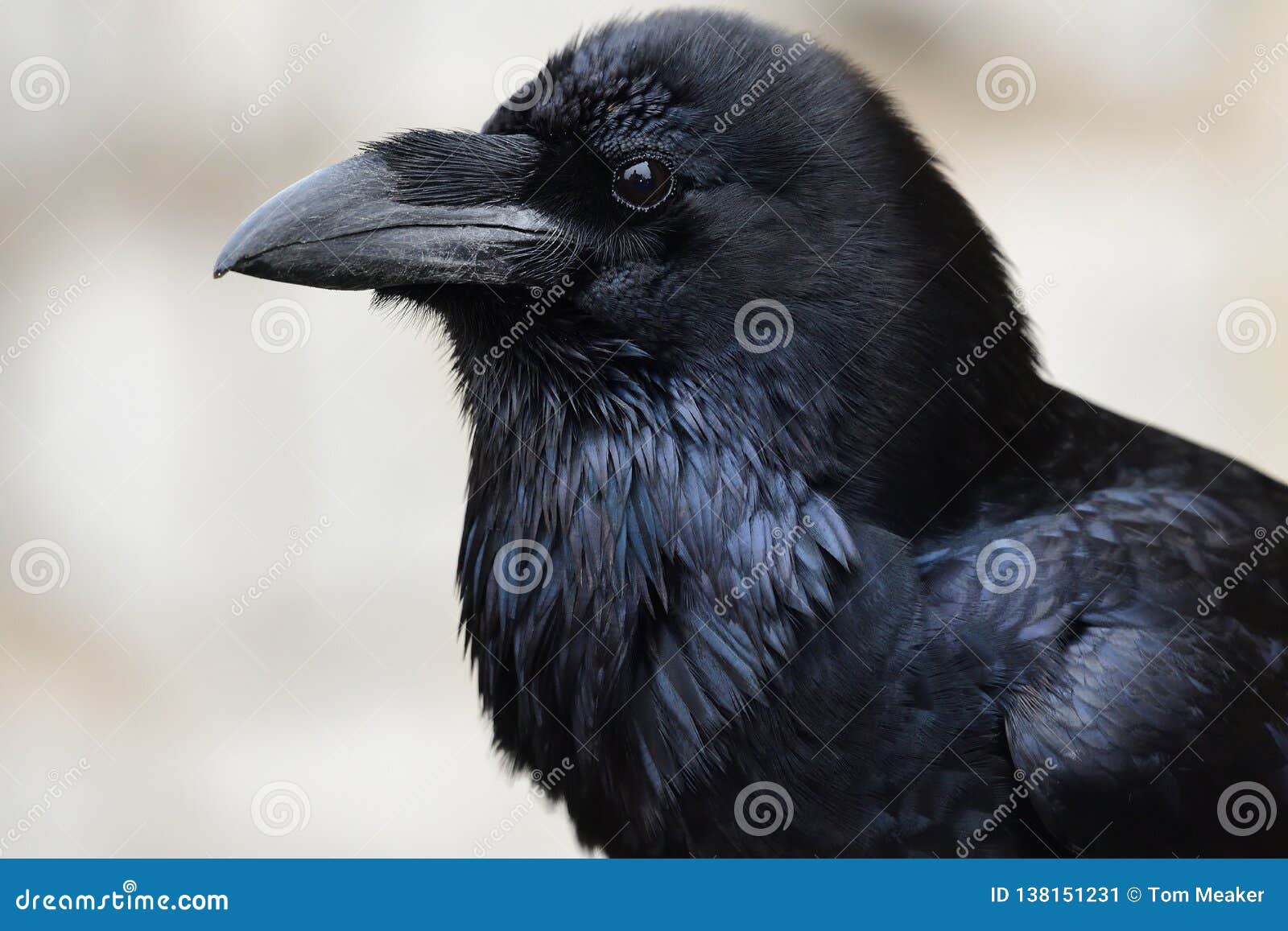 Common raven corvus corax stock image. Image of outdoor - 138151231
