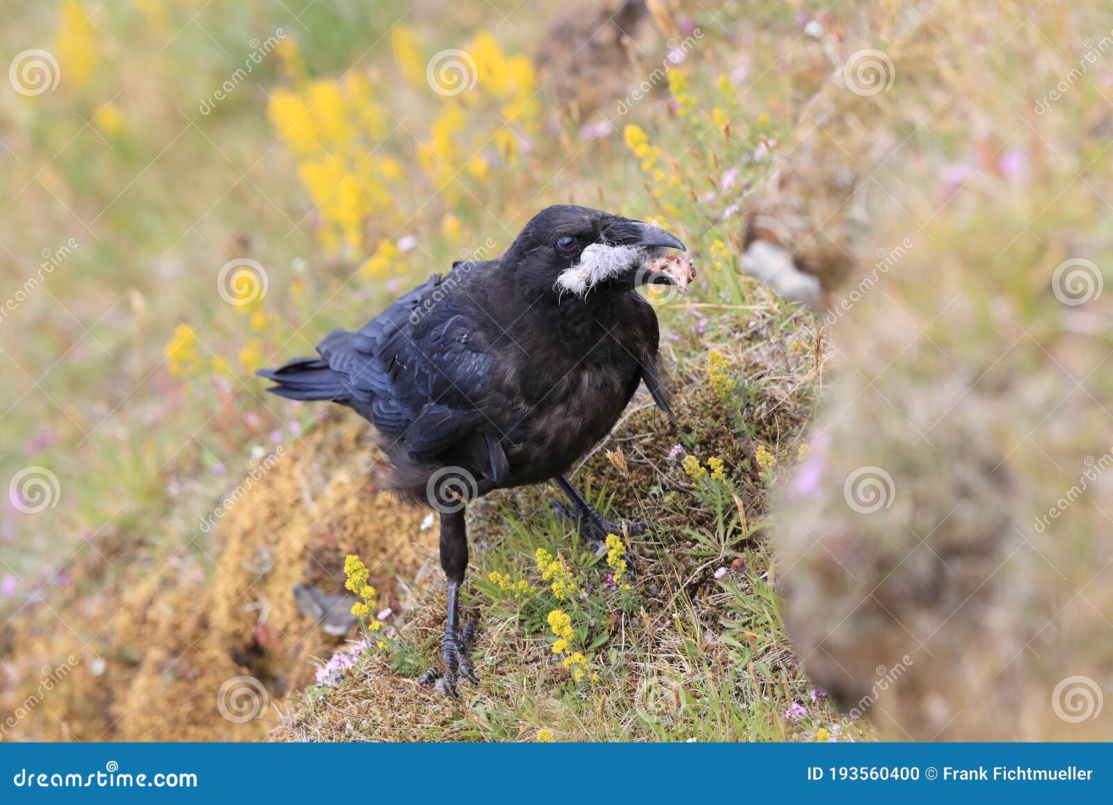 Common Raven (Corvus Corax) Iceland Stock Photo - Image of northern ...