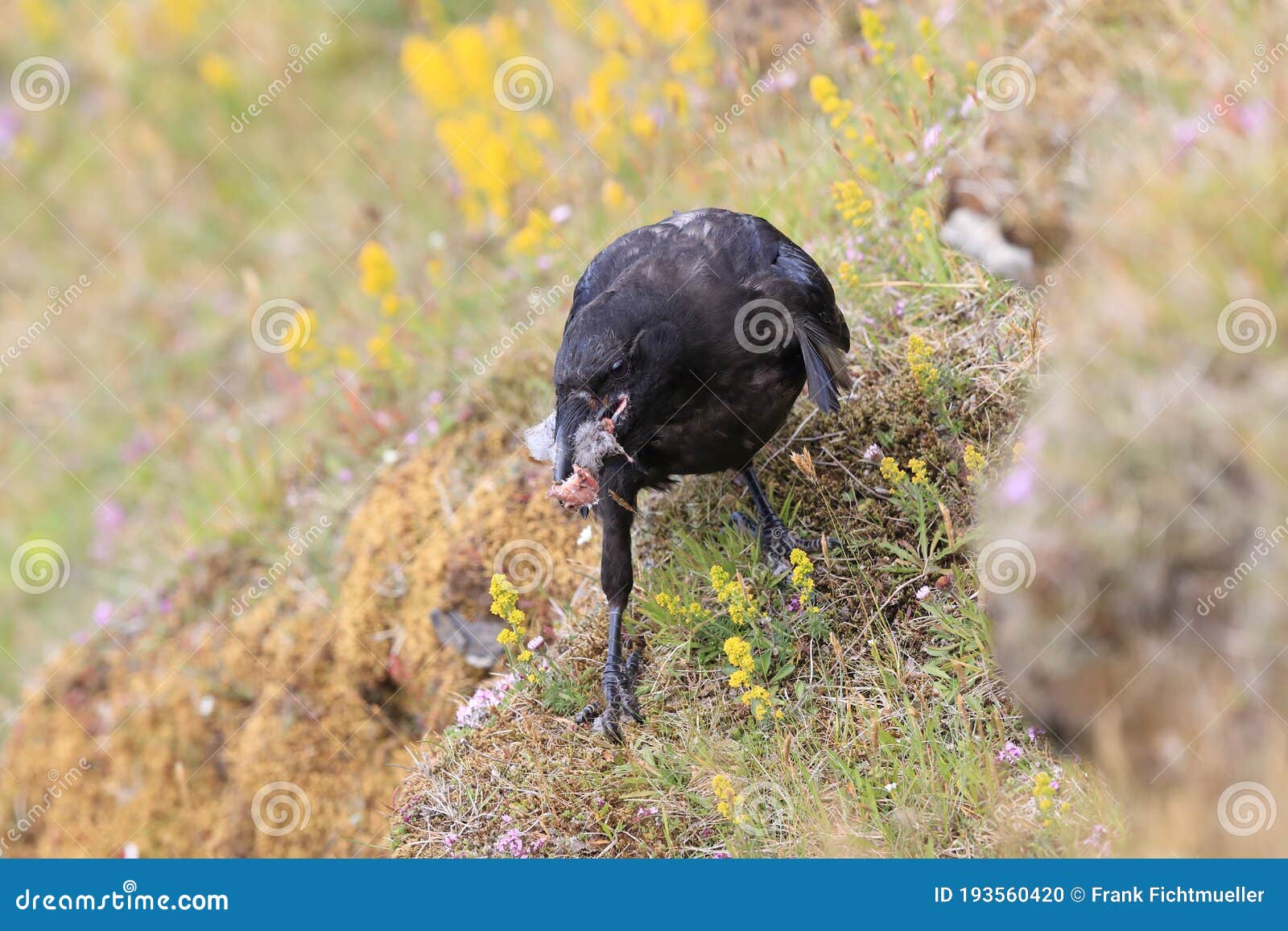 Common Raven (Corvus Corax) Iceland Stock Photo - Image of bird ...
