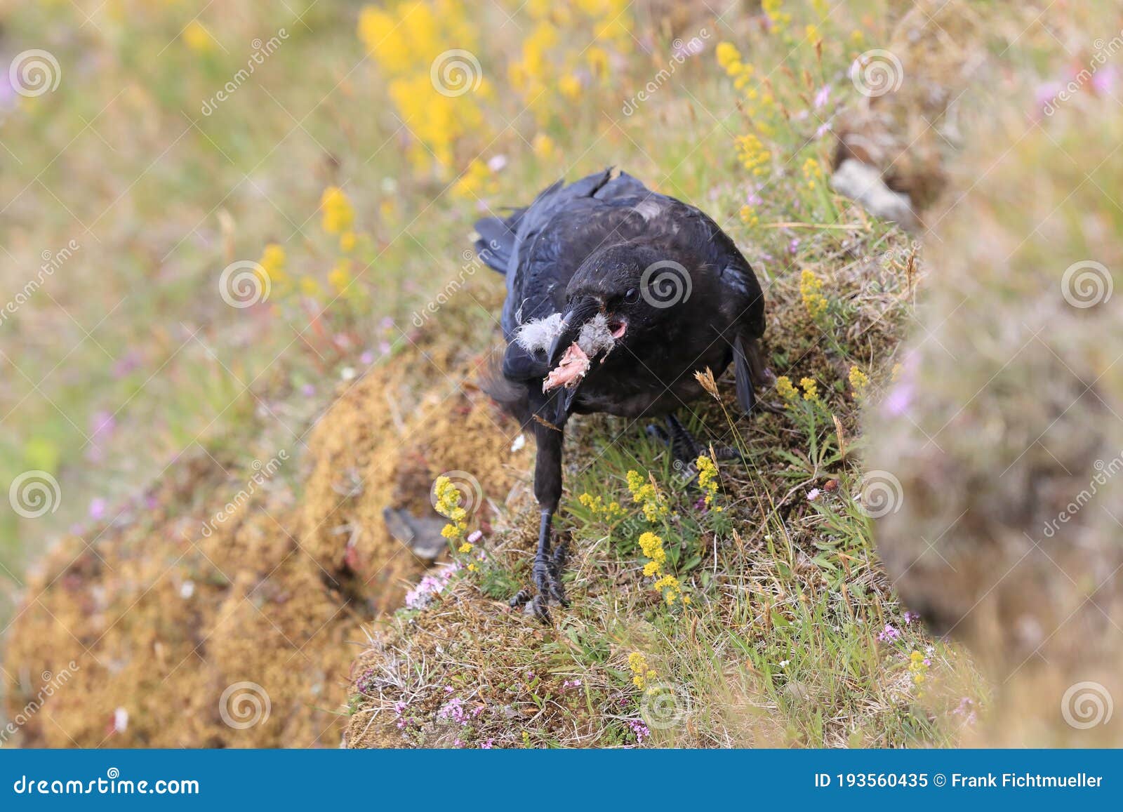 Common Raven (Corvus Corax) Iceland Stock Image - Image of flight ...
