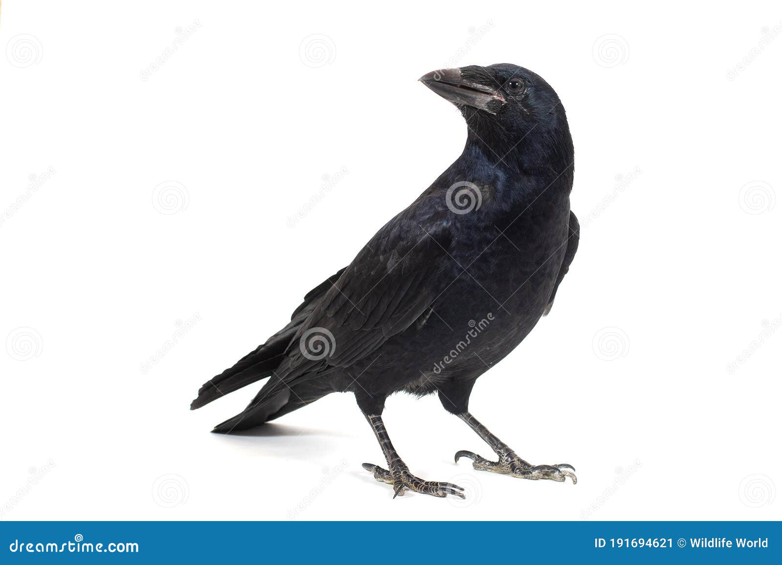 Common Raven Corvus Corax, Isolated on White Background Stock Image ...