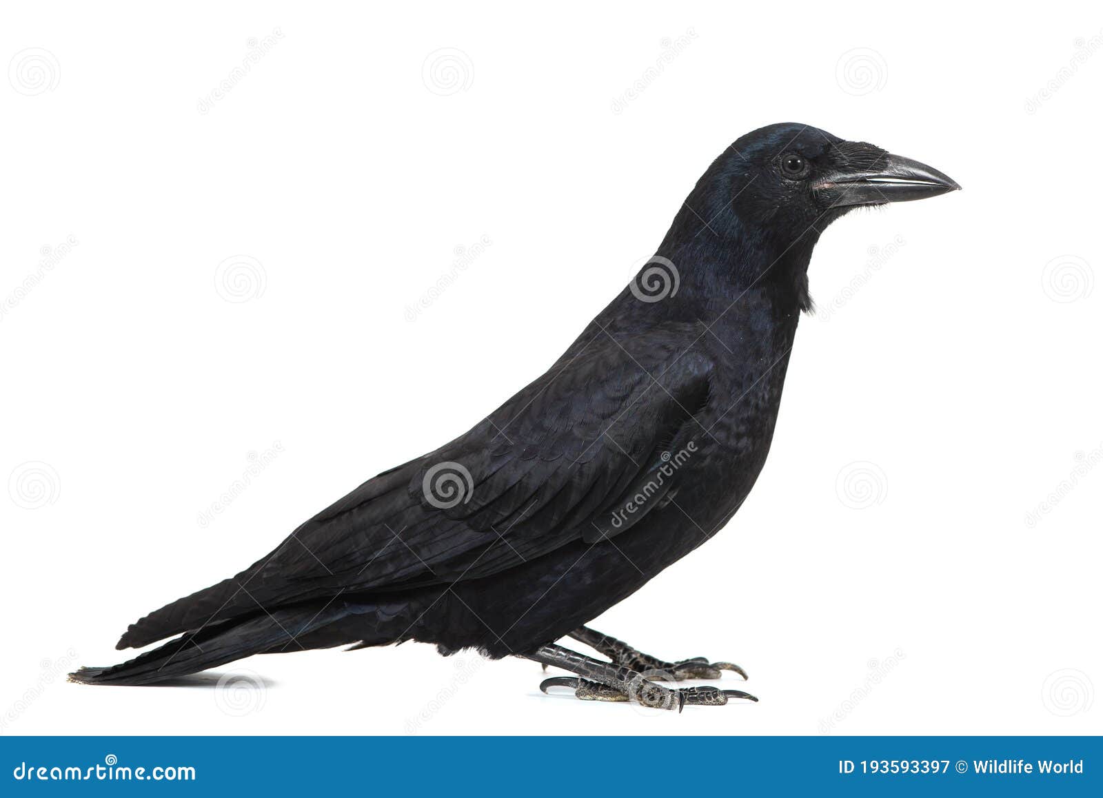 Common Raven Corvus Corax, Isolated on White Background Stock Image ...