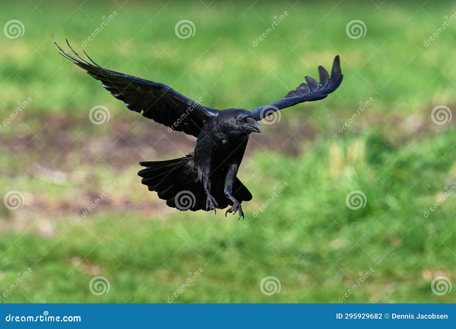 Common Raven (Corvus Corax) Stock Photo - Image of nature, wildlife ...