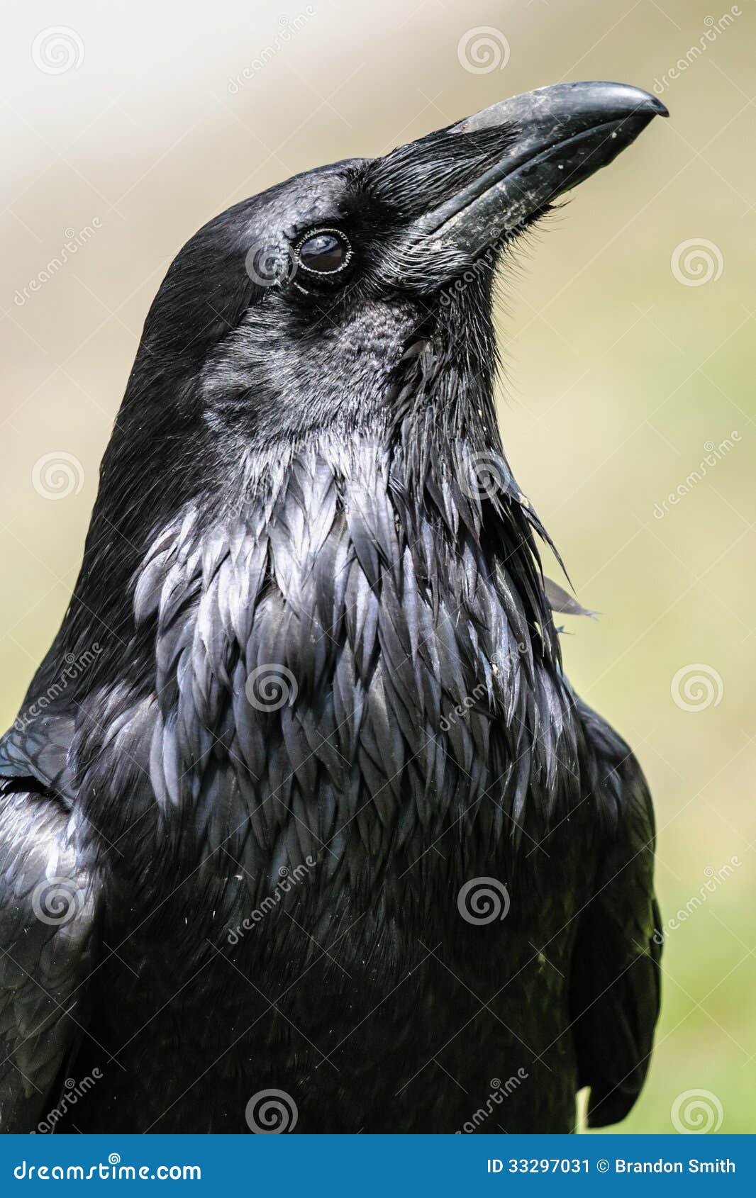 Common Raven (Corvus Corax) Stock Image - Image of bird, outdoor: 33297031