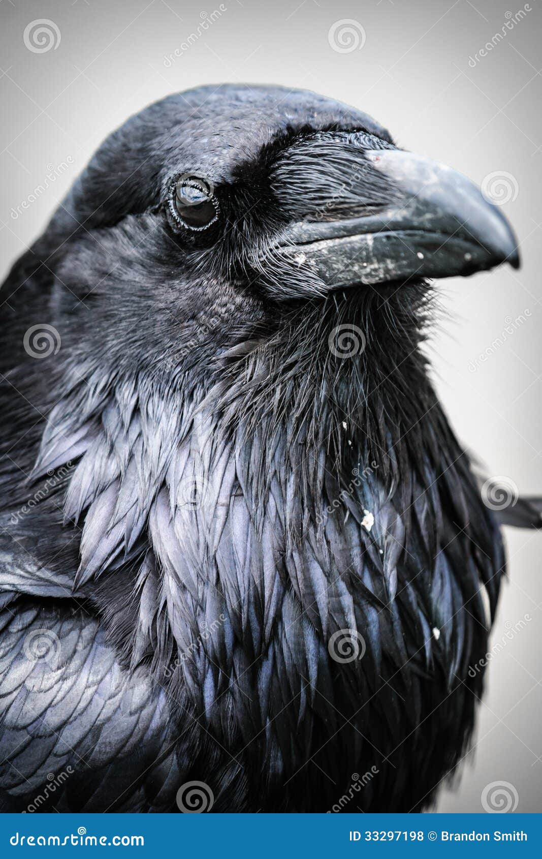 Common Raven (Corvus Corax) Stock Photo - Image of dark, ornithology ...