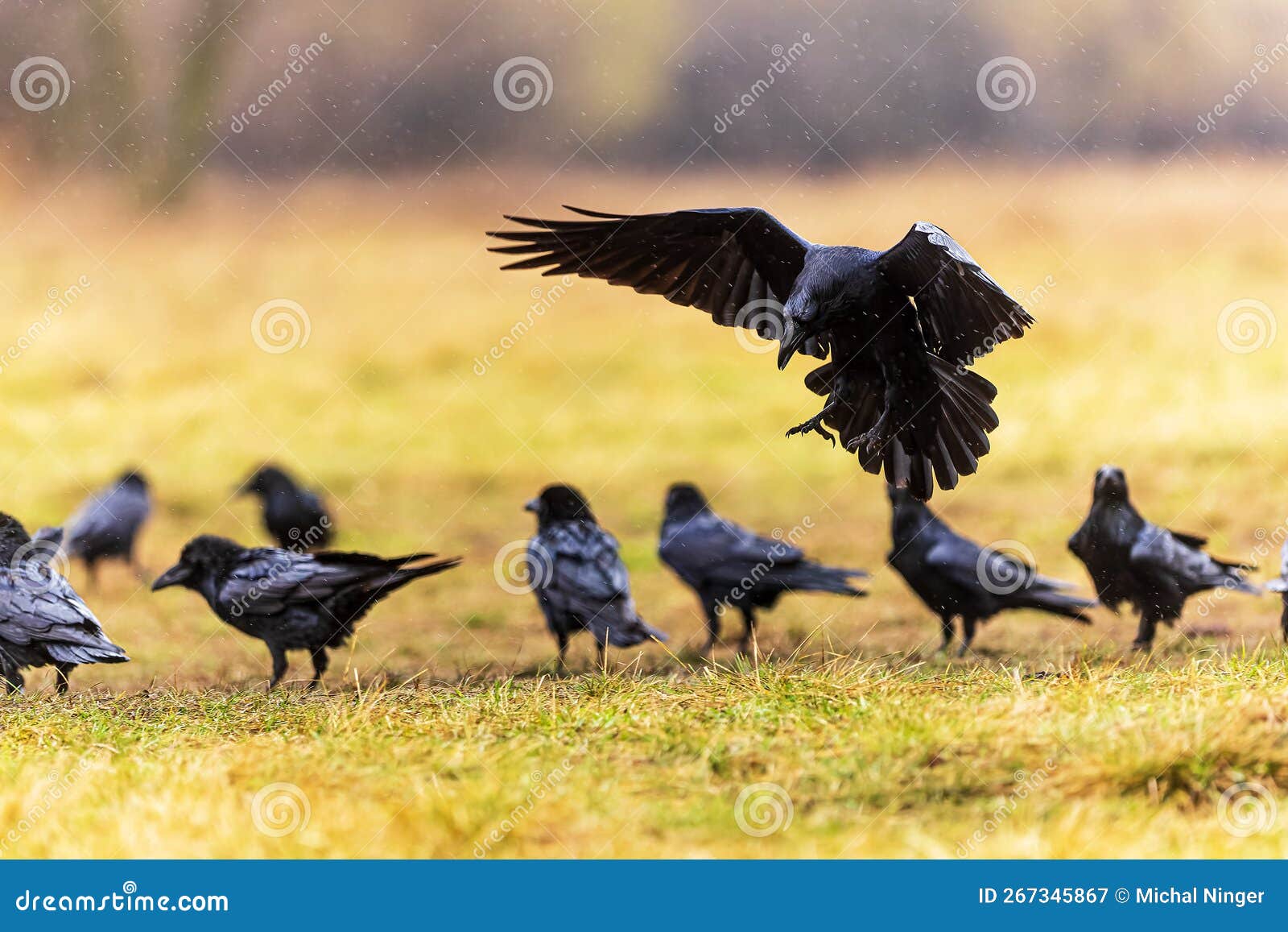 Common Raven Corvus Corax Lands among the Flock Stock Image - Image of ...