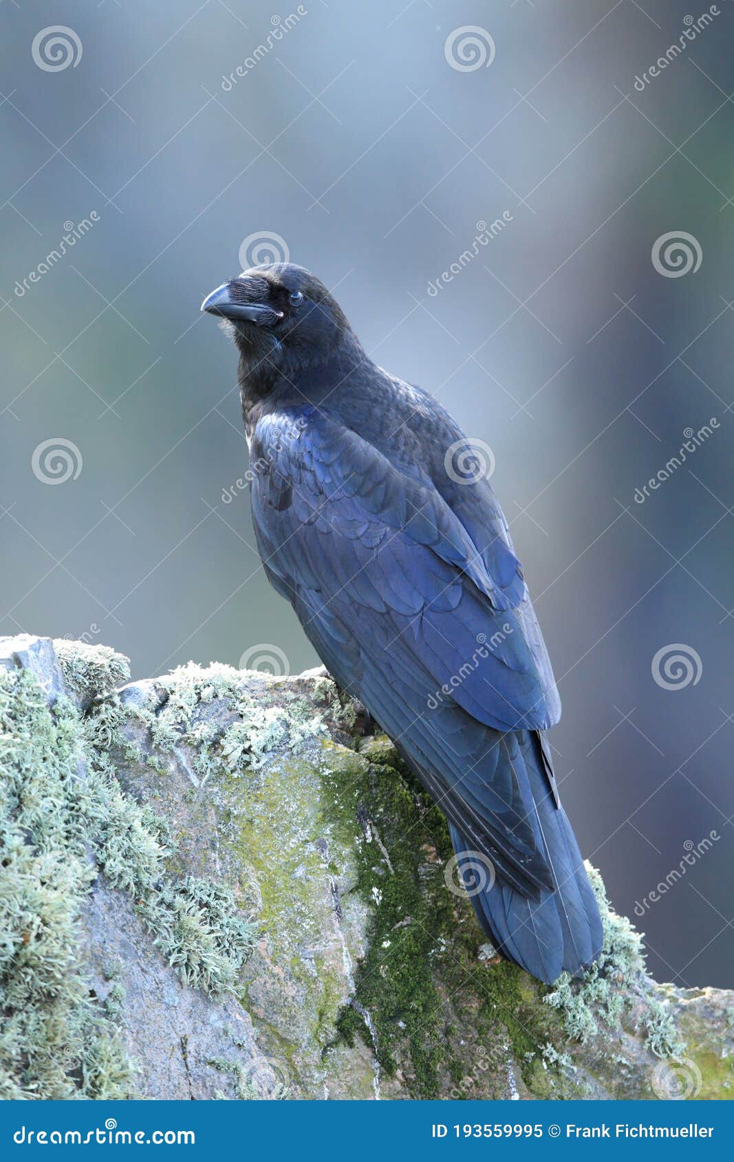 Common Raven (Corvus Corax) Norway Stock Image - Image of natural ...