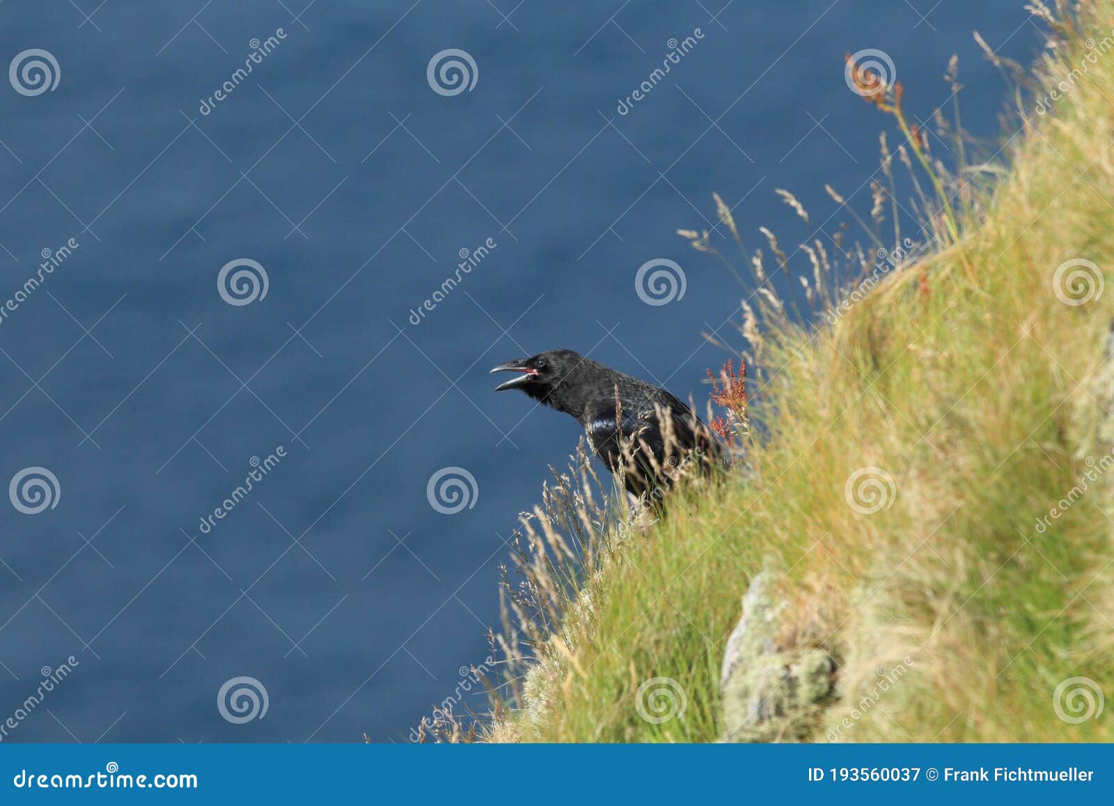 Common Raven (Corvus Corax) Norway Stock Image - Image of bright, dark ...