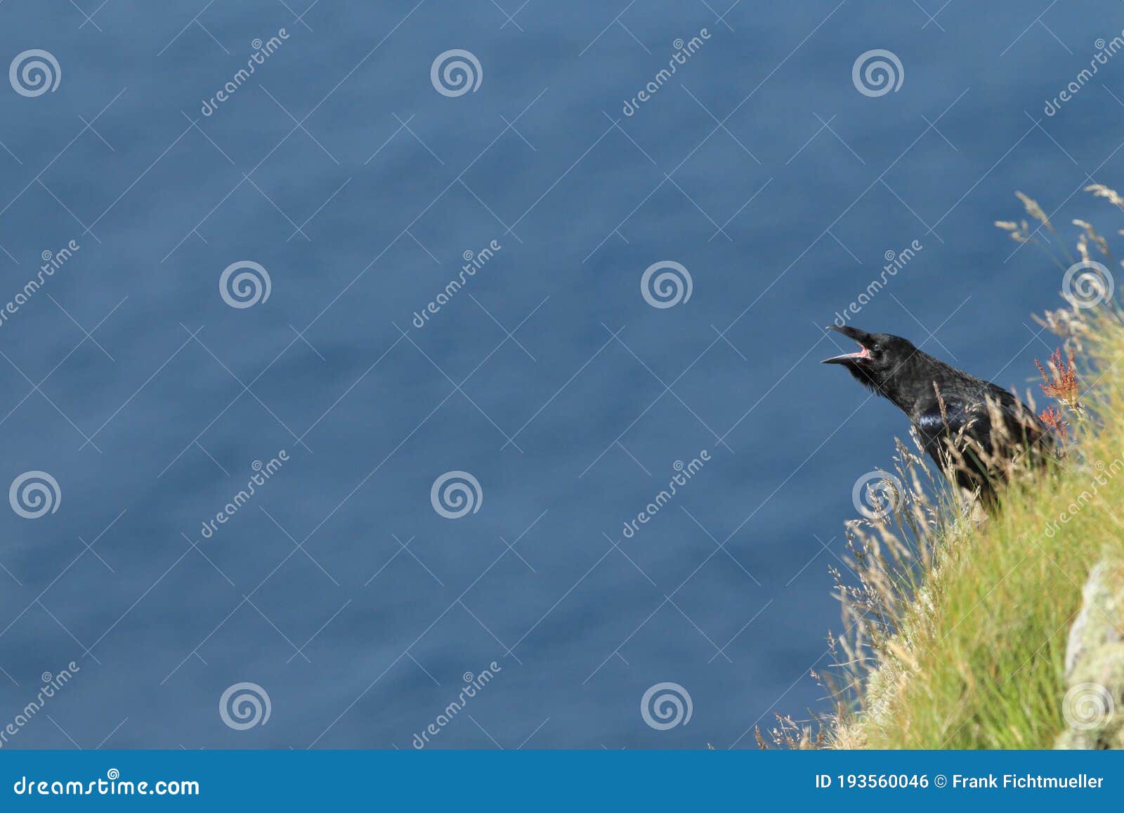 Common Raven (Corvus Corax) Norway Stock Photo - Image of bird, bright ...