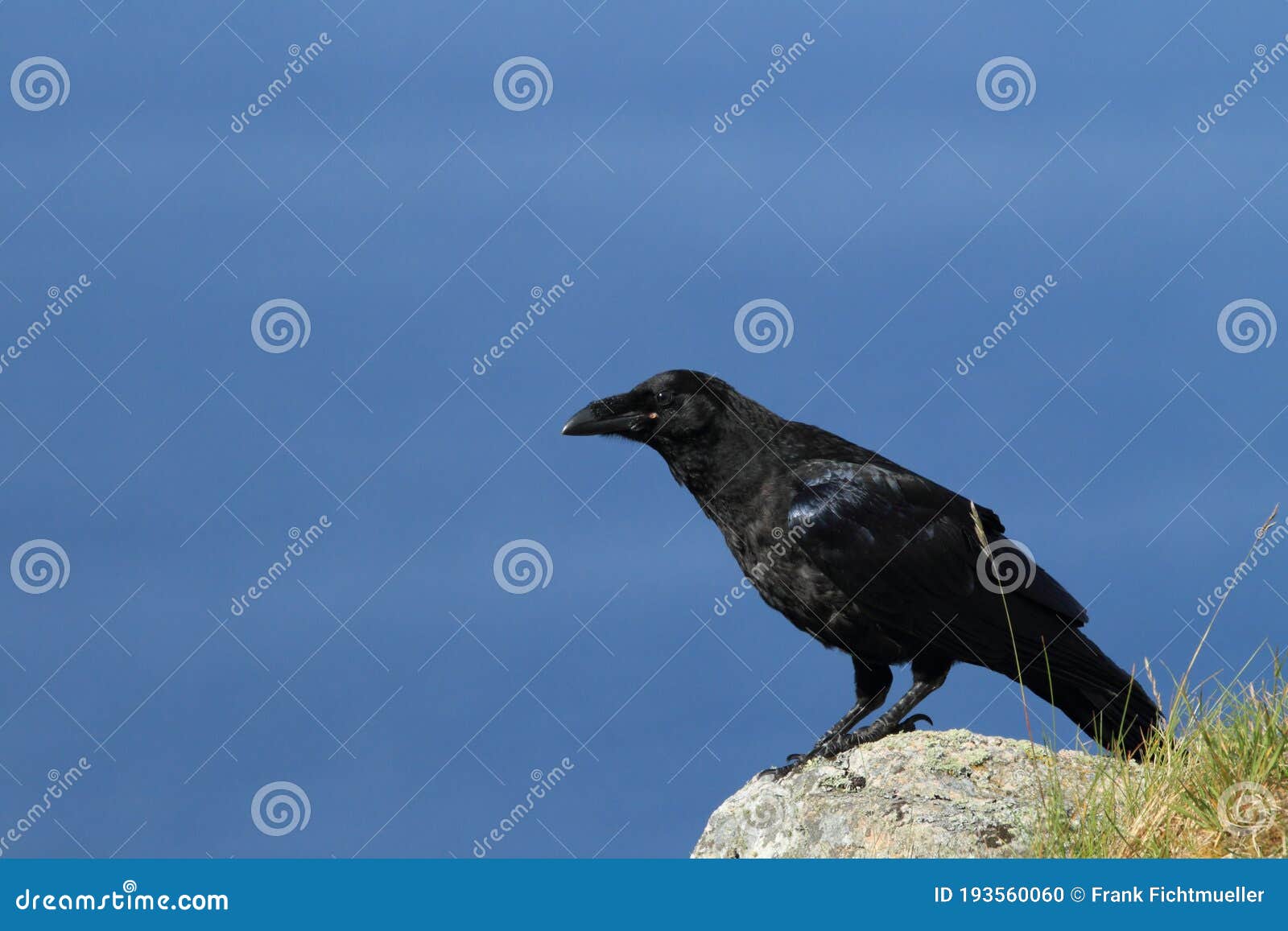 Common Raven (Corvus Corax) Norway Stock Photo - Image of light, common ...