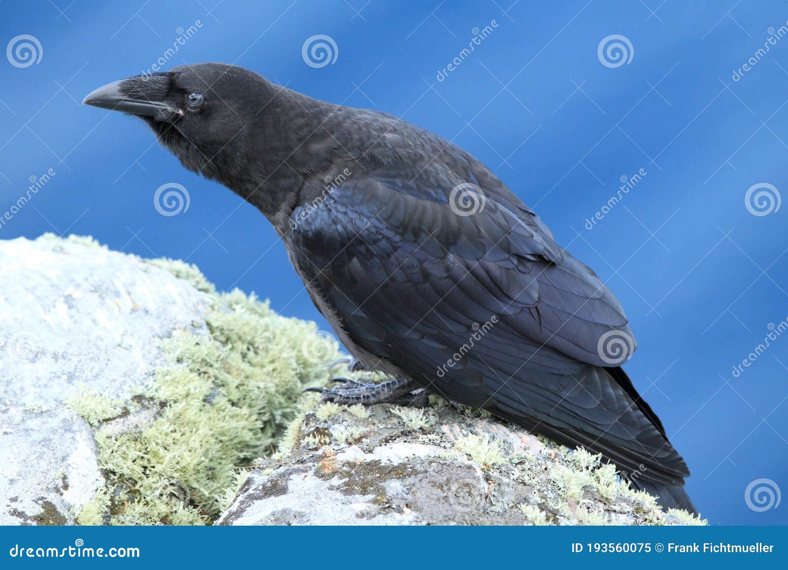 Common Raven (Corvus Corax) Norway Stock Image - Image of feather ...