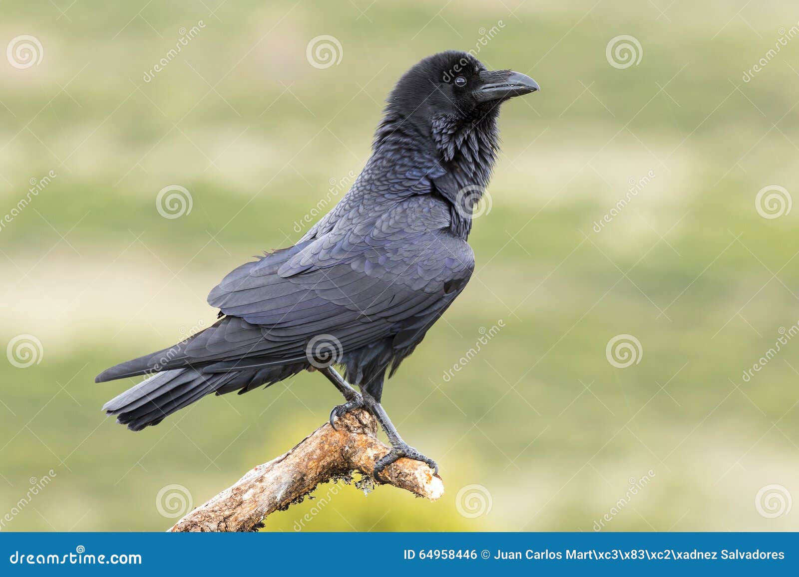 Common Raven (Corvus Corax ) Stock Photo - Image of crow, corax: 64958446