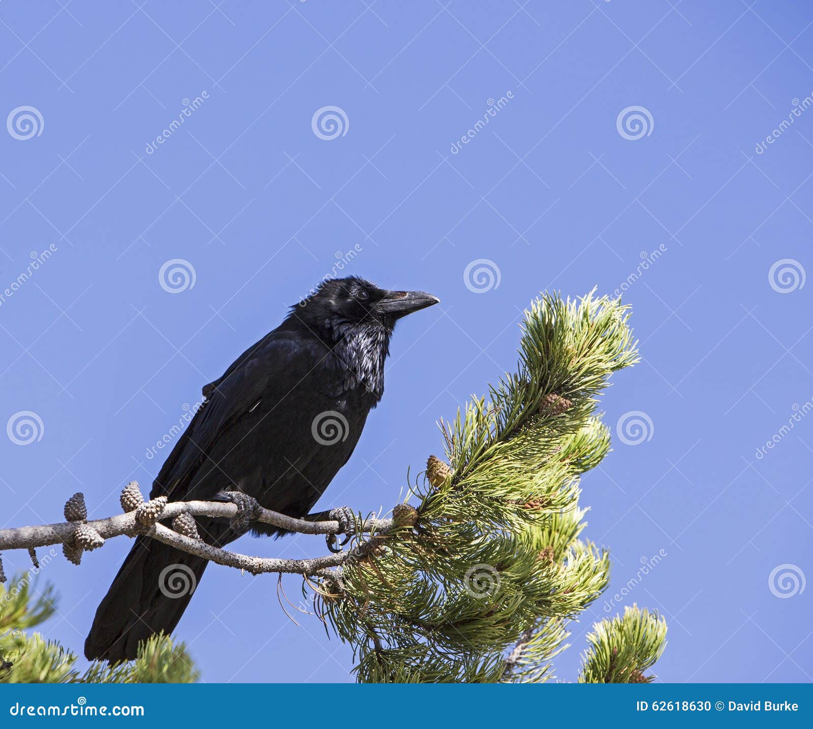 Common Raven Bird Corvus Corax Corvidae Pine Tree Stock Photo - Image ...
