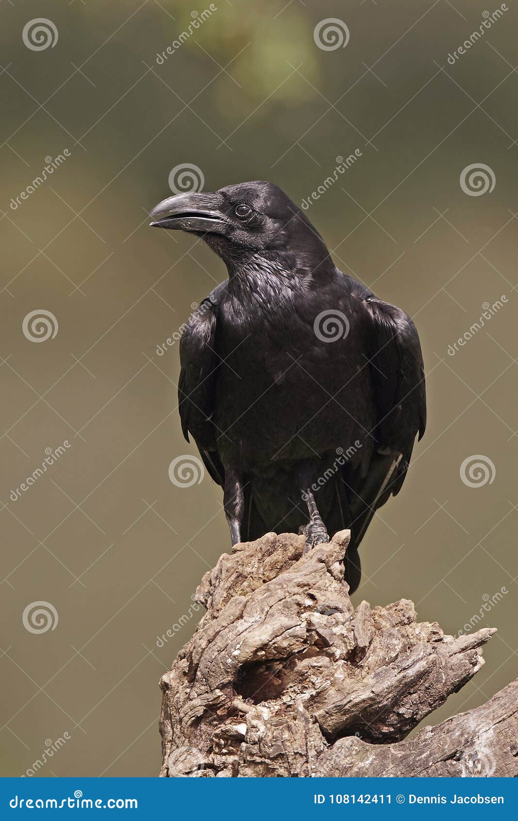 Common raven Corvus corax stock image. Image of raven - 108142411