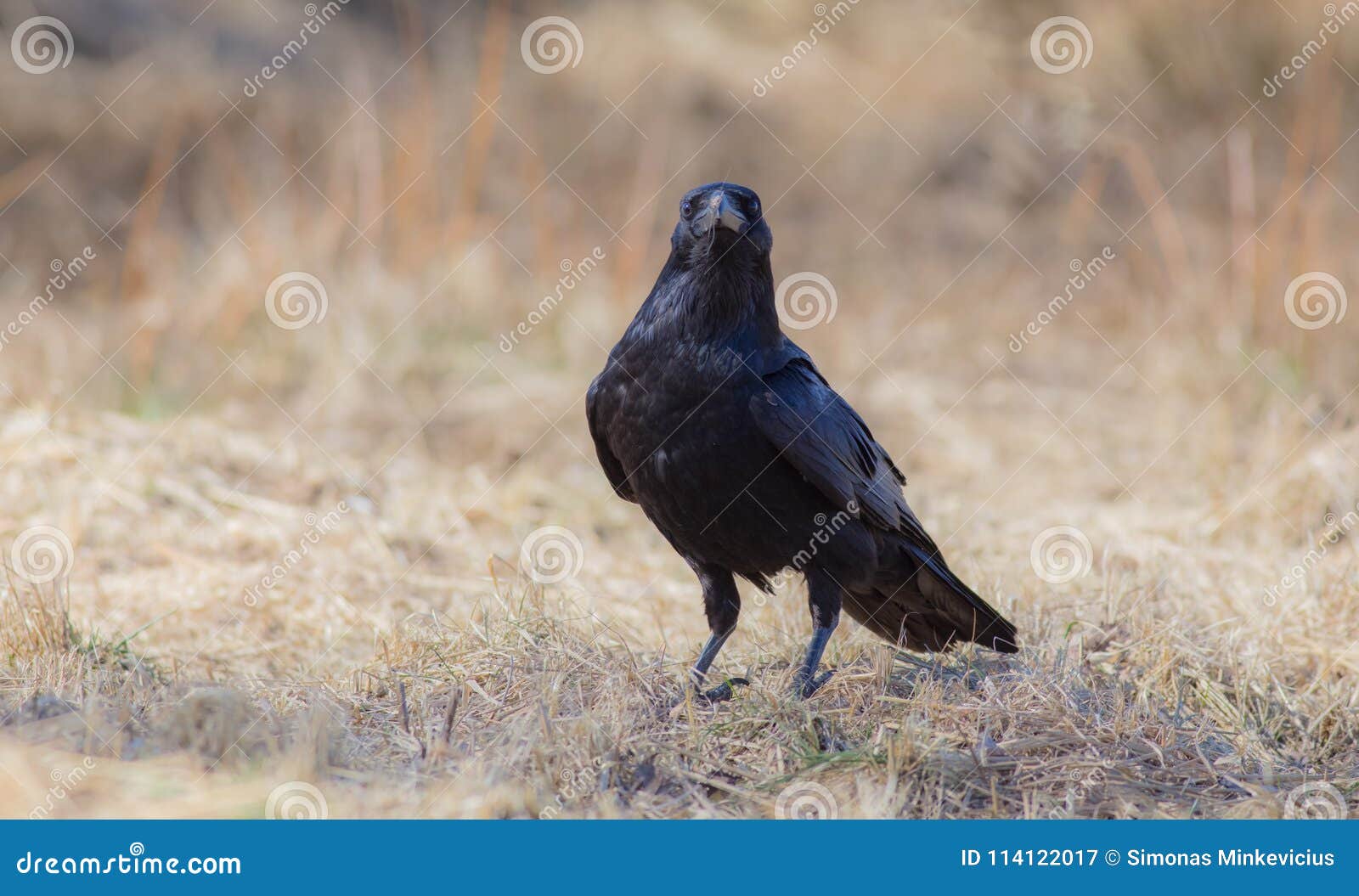 Common Raven - Corvus Corax Stock Image - Image of corax, wild: 114122017