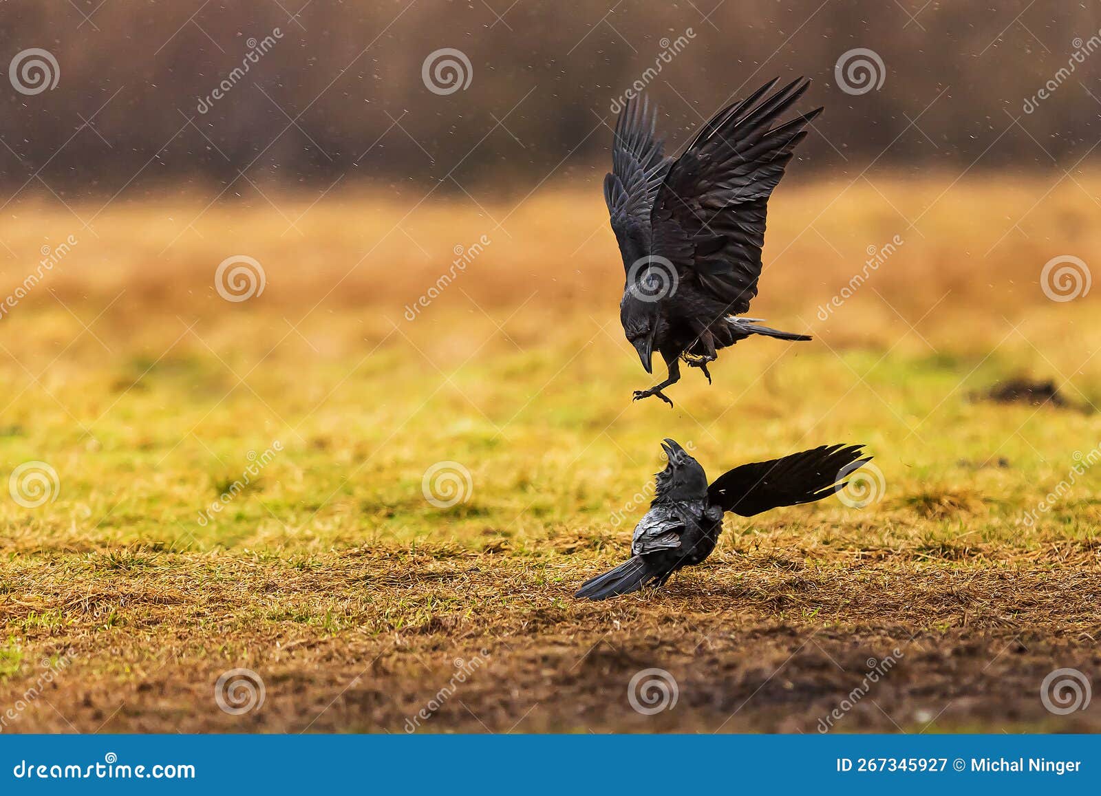 Common Raven Corvus Corax the Two are Fighting Stock Image - Image of ...