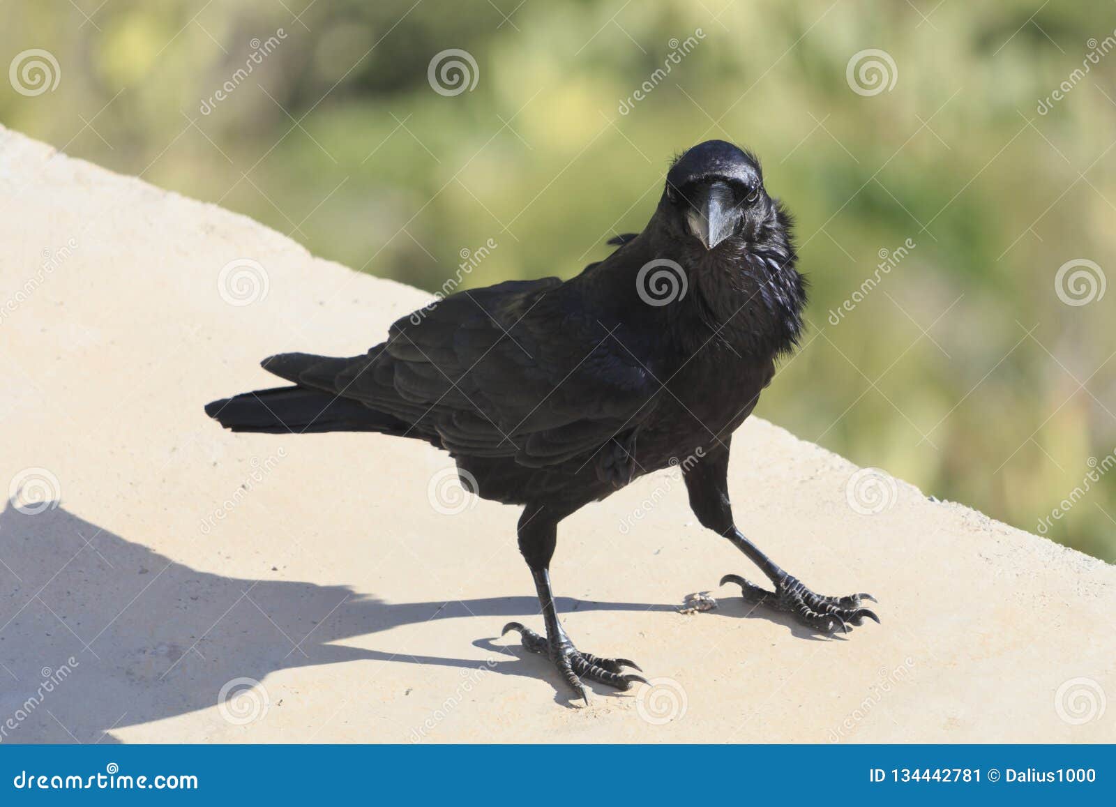 Common Raven Corvus Corax View from Front Stock Image - Image of ...